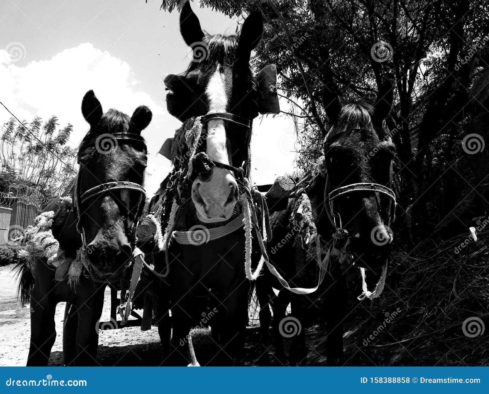 Horses teamwork p stock photo. Image of easy, life, horses - 158388858
