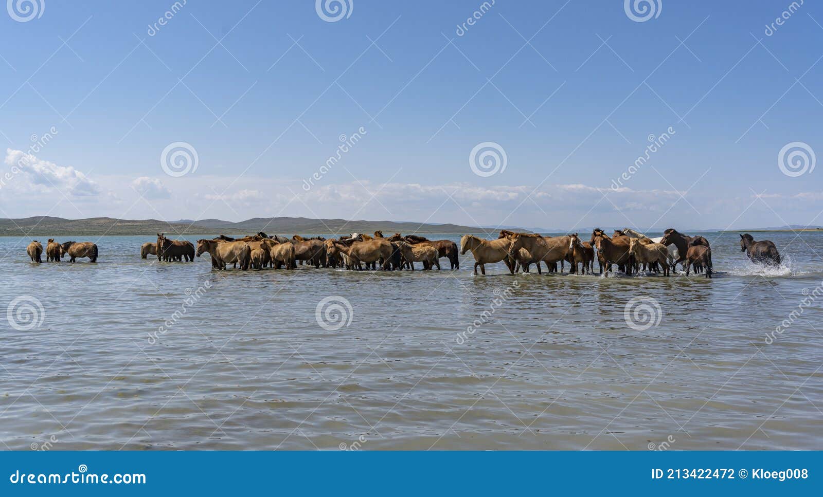Horses Termen Lake Mongolia Cooling Stock Photo - Image of equestrian ...