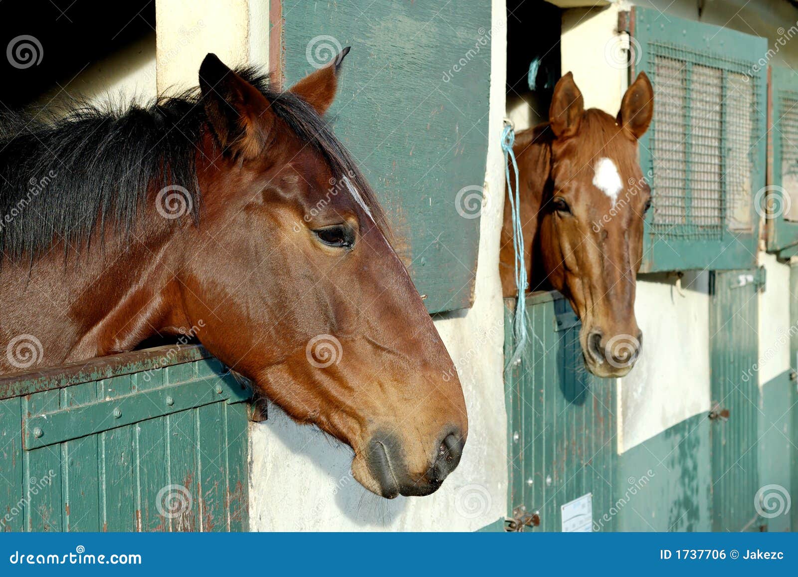 Horses in their stable stock photo. Image of building - 1737706
