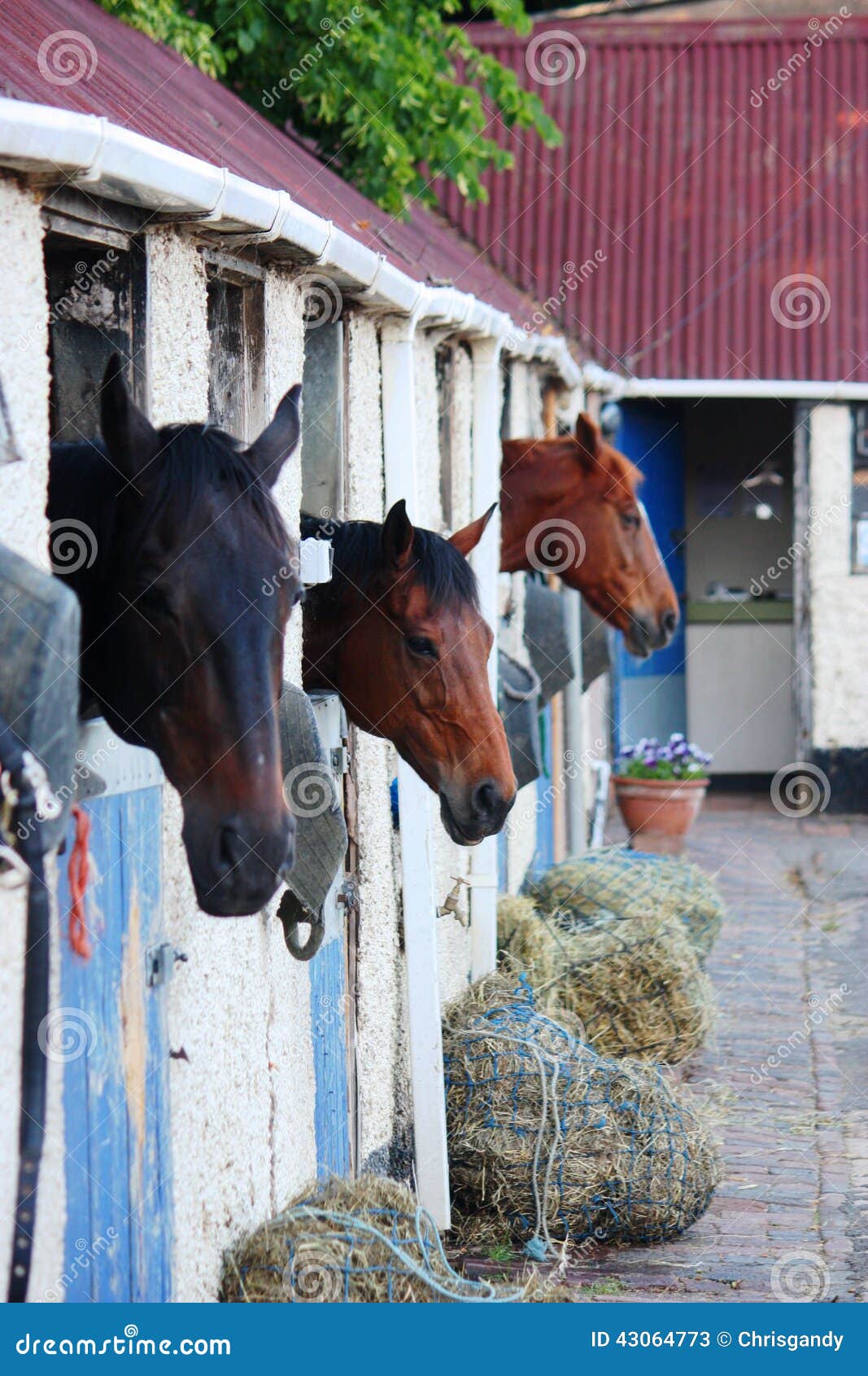 Horses in Their White Stables Stock Image - Image of yard, equine: 43064773