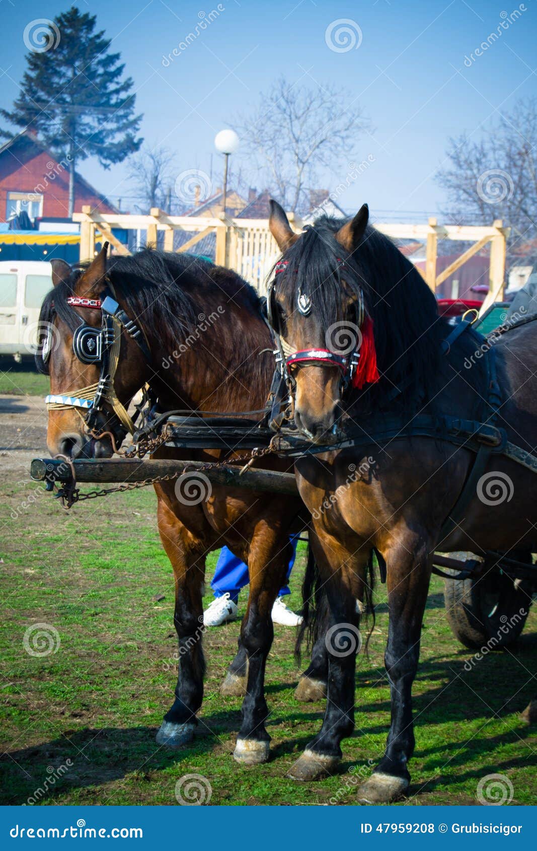 Horses at trade fair stock photo. Image of black, muscle - 47959208