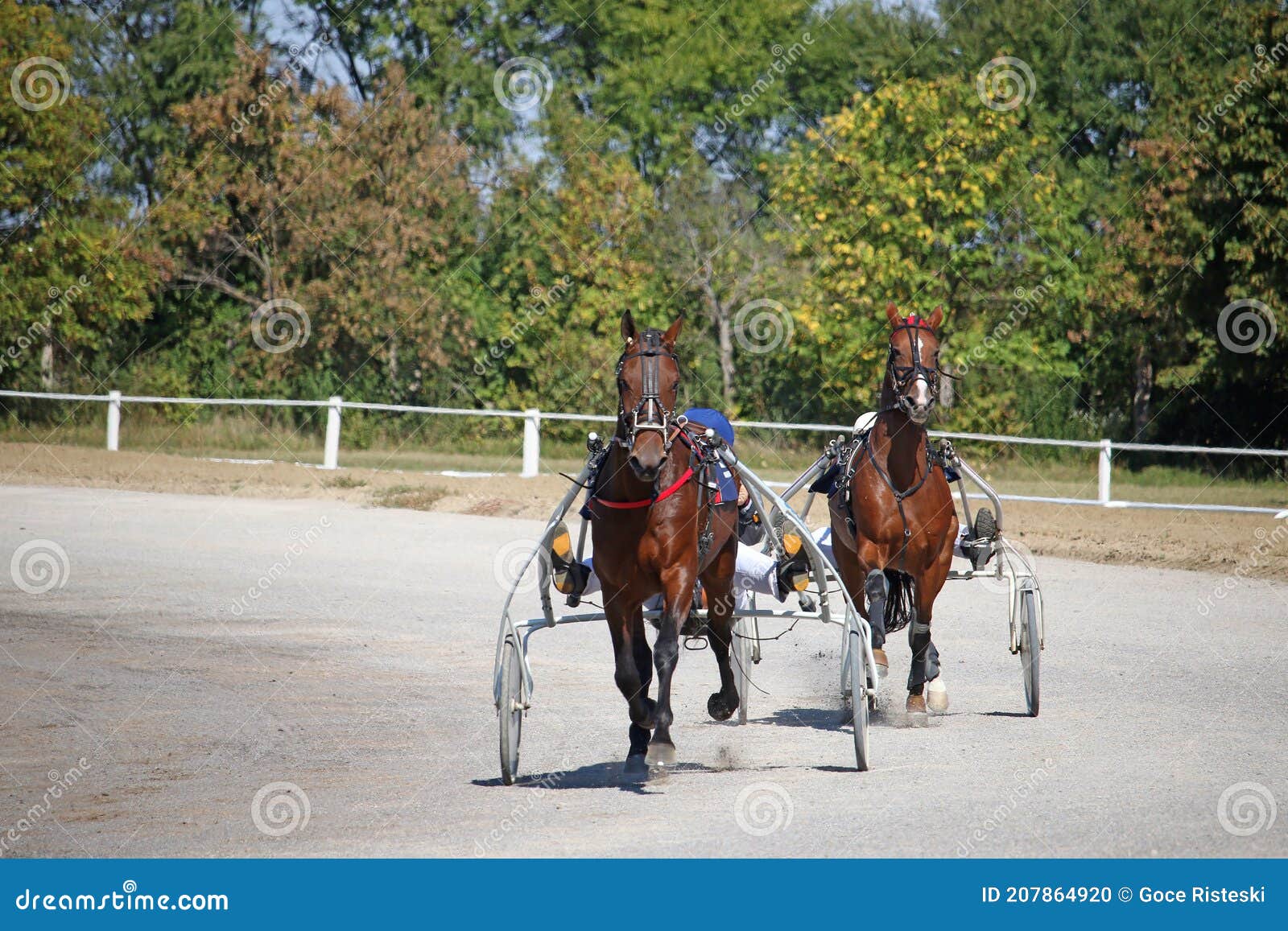 Horses Trotter Breed Harness Racing Stock Photo - Image of stallion ...