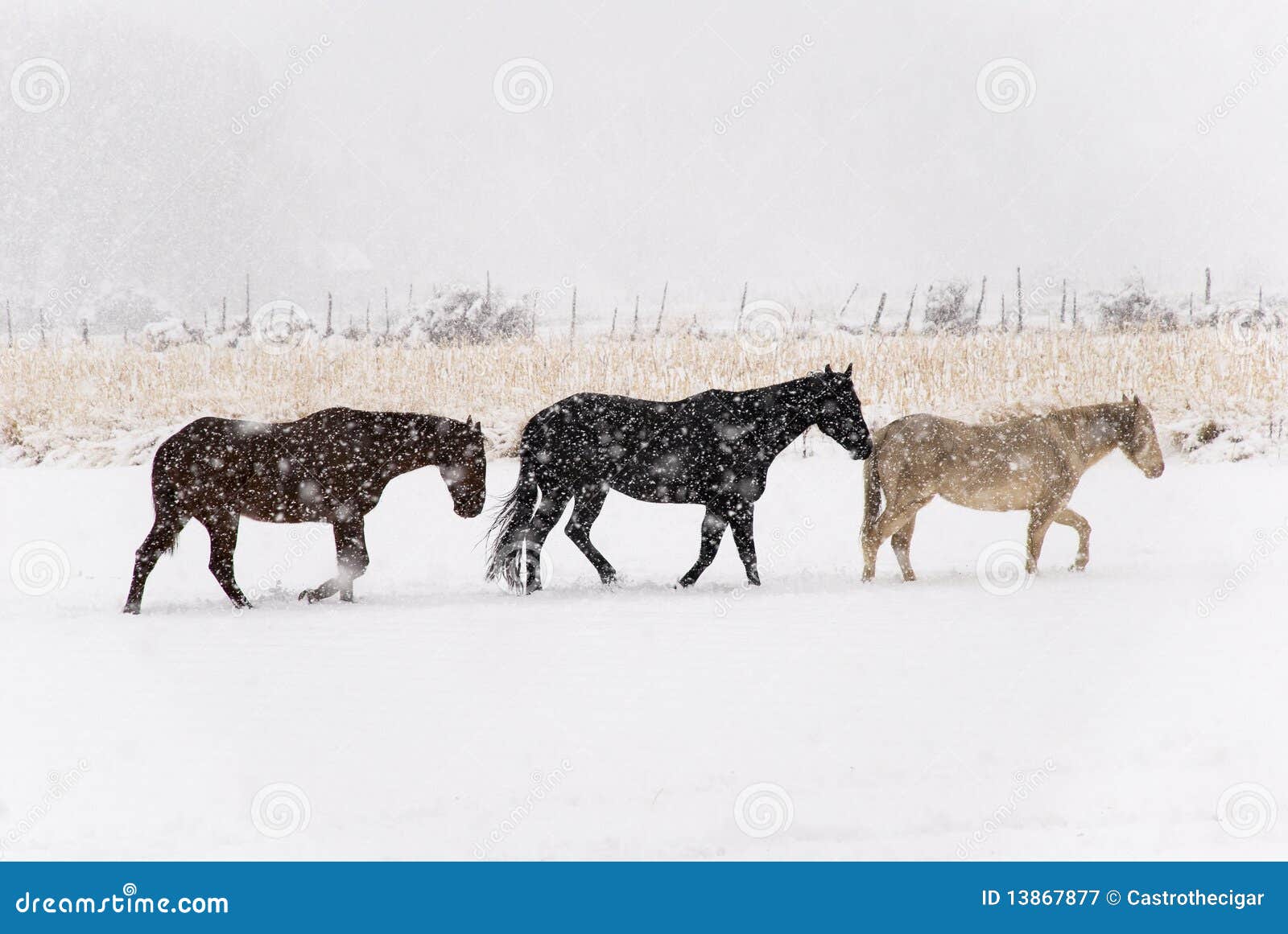 Horses Trudge Snow Stock Photos - Free & Royalty-Free Stock Photos from ...