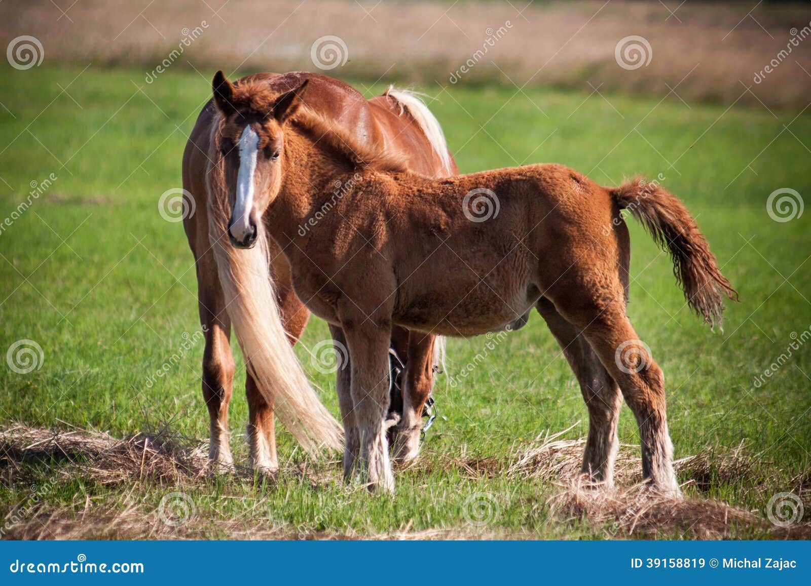 Horses stock image. Image of horse, nature, tail, mare - 39158819