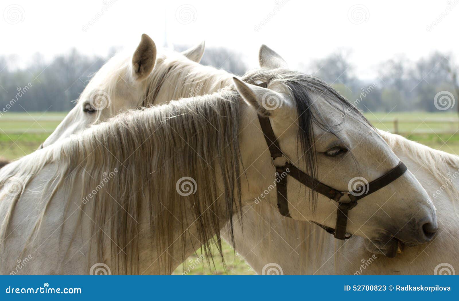 Horses stock image. Image of barn, white, horse, animals - 52700823