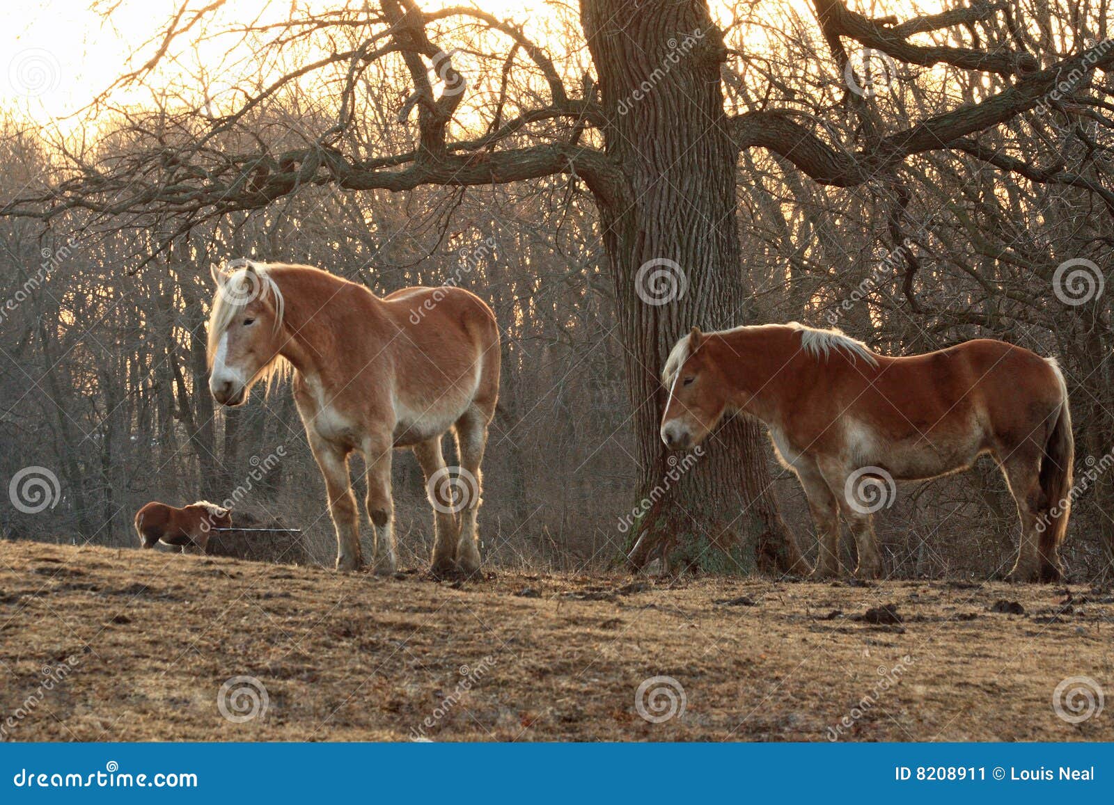 Horses under a tree stock image. Image of horses, trees - 8208911