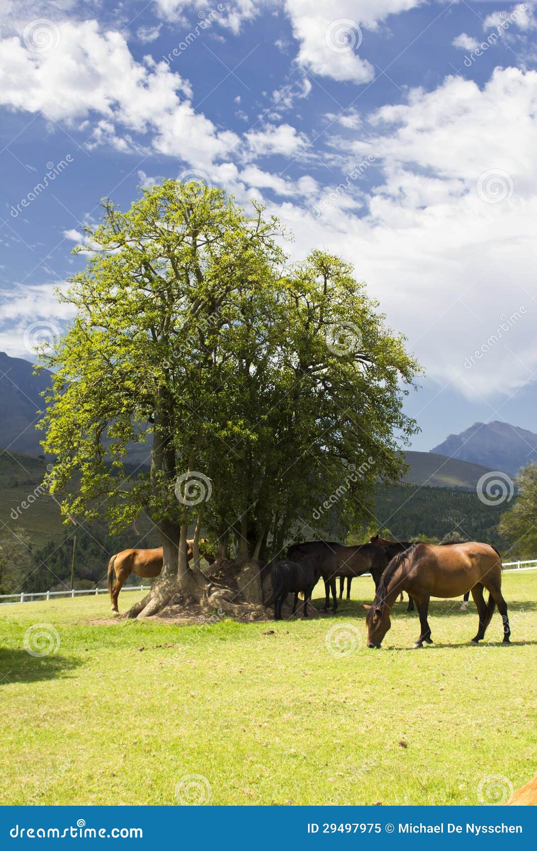 Horses Under a Tree and Blue Sky with Clouds Stock Image - Image of ...