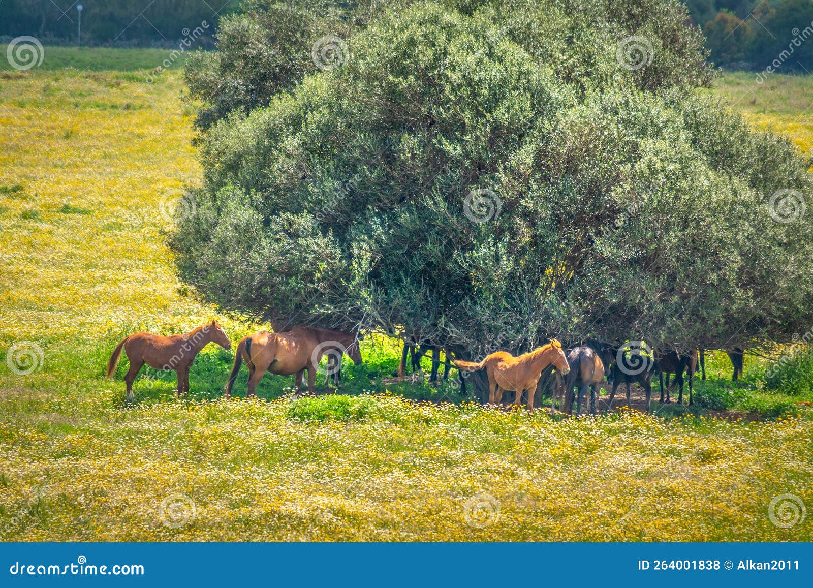 Horses Under a Tree in a Yellow Field Stock Photo - Image of landscape ...