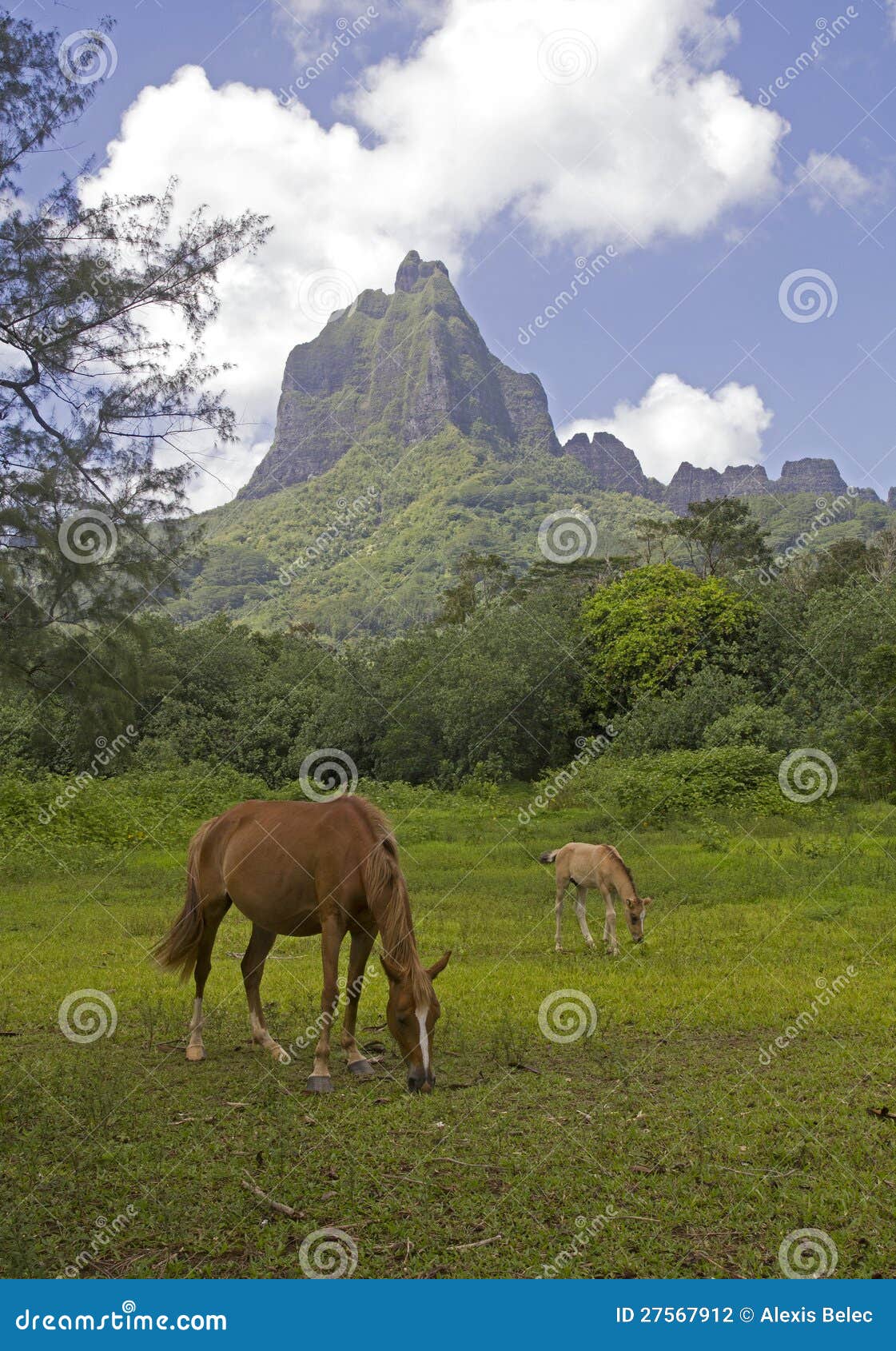 Horses in the valley stock photo. Image of tree, landscape - 27567912