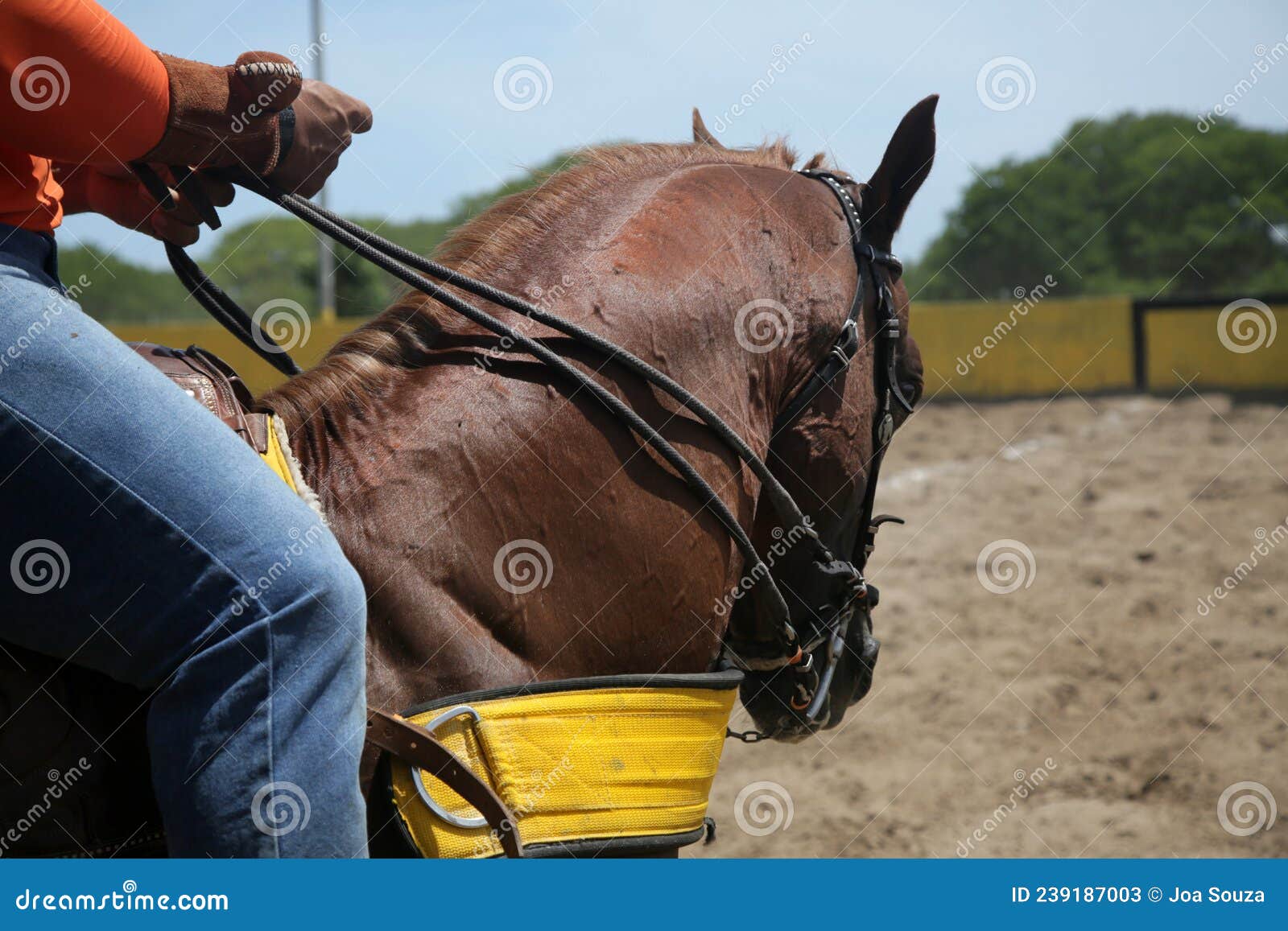 Horses in a vaquejada stock image. Image of farm, animal - 239187003
