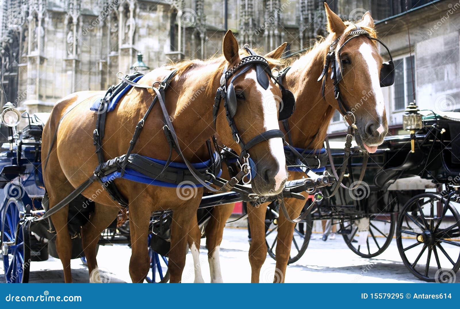Horses in Vienna stock image. Image of dome, tour, carriage - 15579295