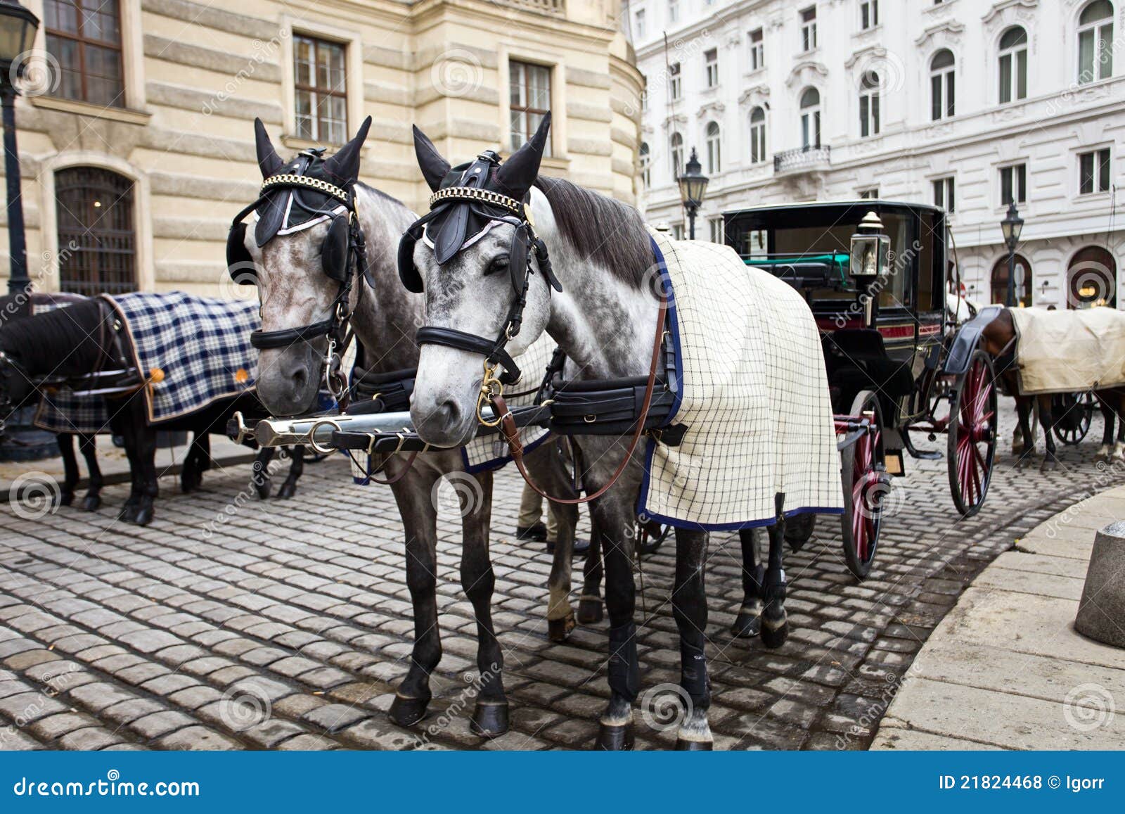 Horses in Vienna. stock photo. Image of destinations - 21824468