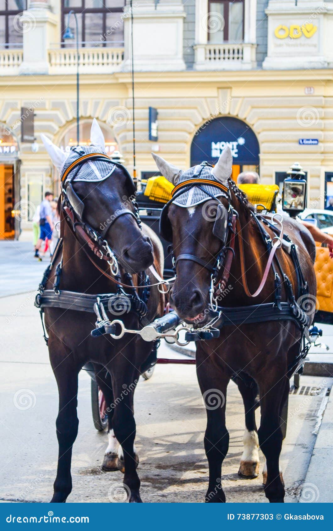 Horses in Vienna, Austria stock image. Image of austria - 73877303