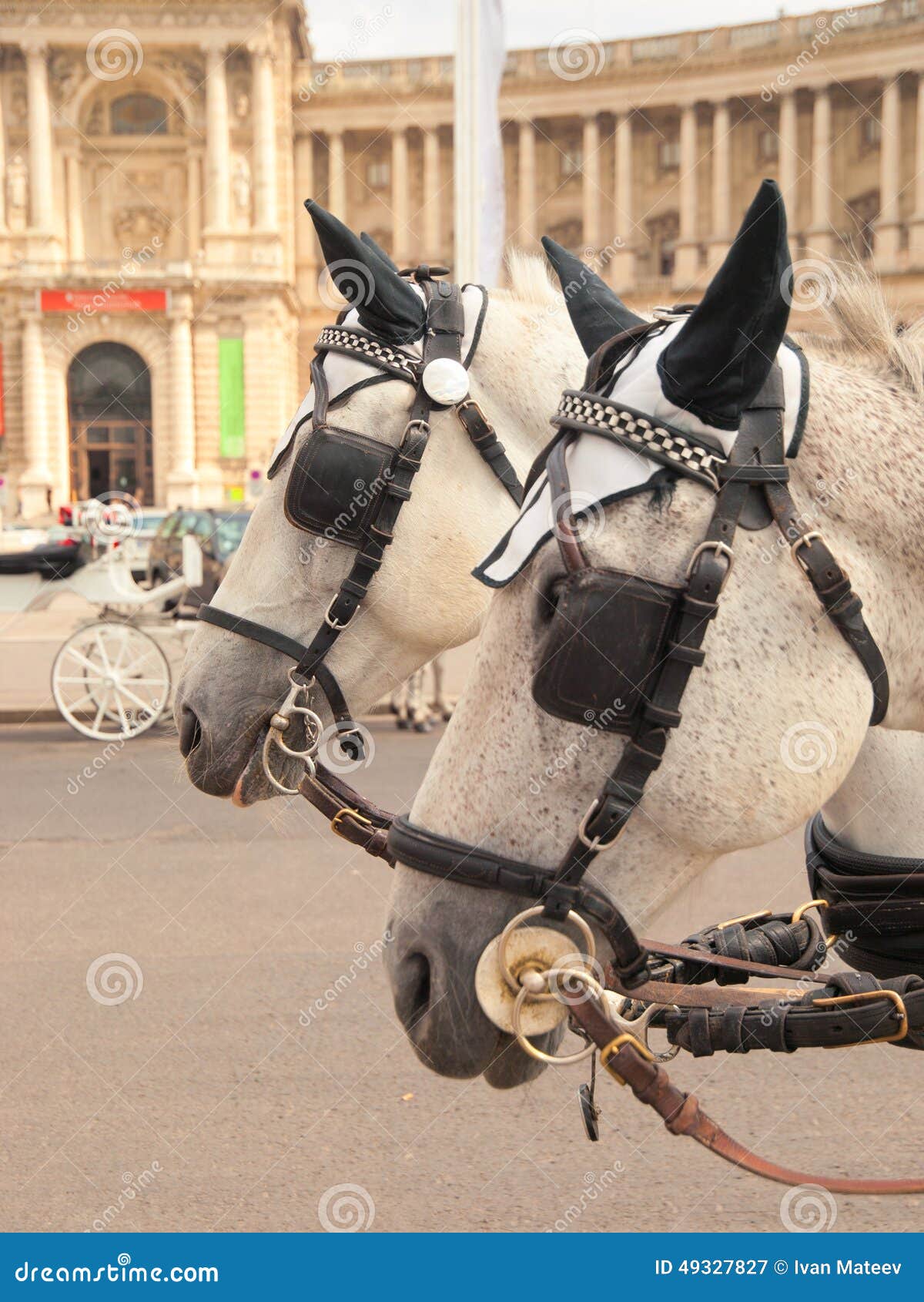 Horses In Vienna. Royalty-Free Stock Photography | CartoonDealer.com ...