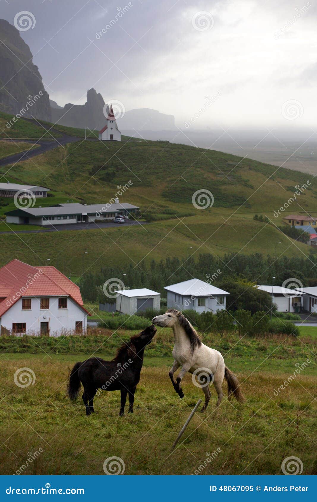 Horses in Vik stock image. Image of southern, animals - 48067095