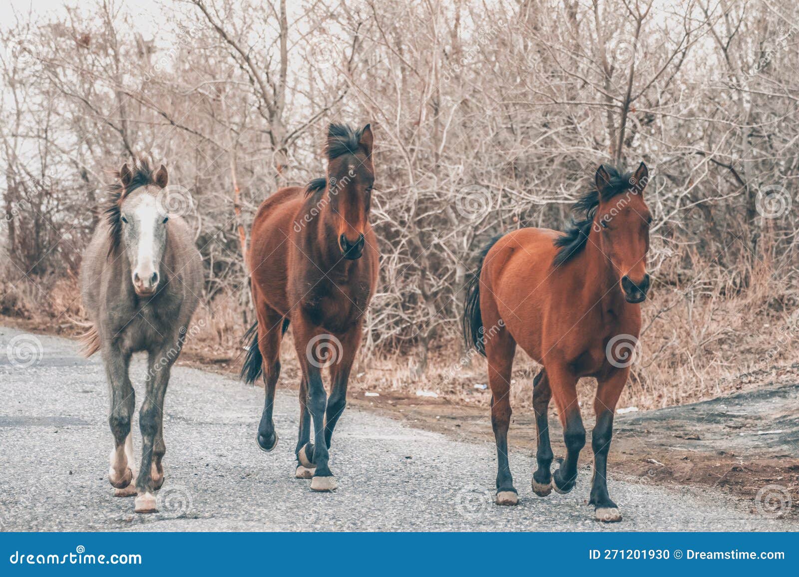 Horses in the Wild. Beautiful Horses Stock Photo - Image of mammal ...