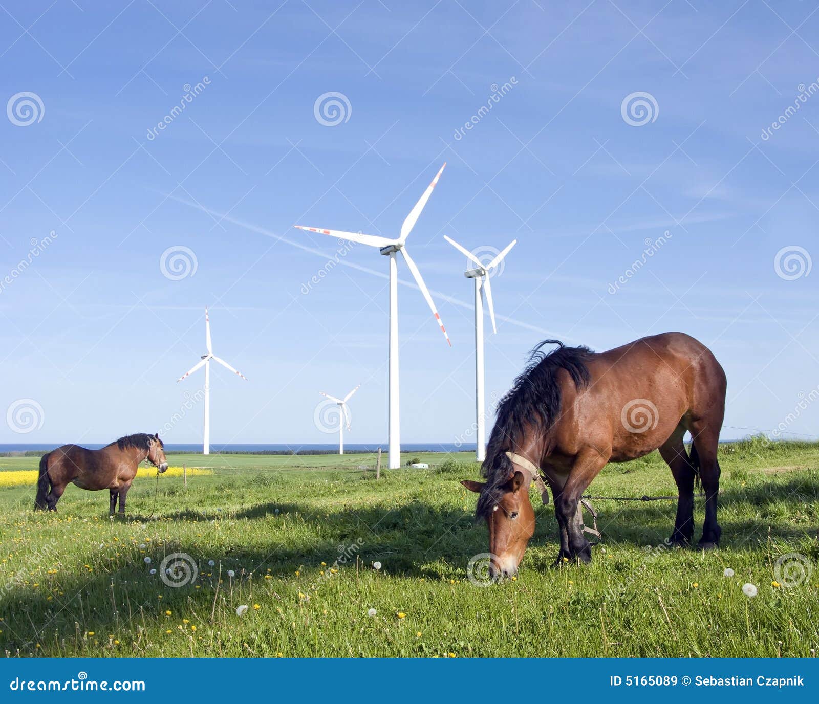 Horses and wind turbines stock image. Image of turbines - 5165089