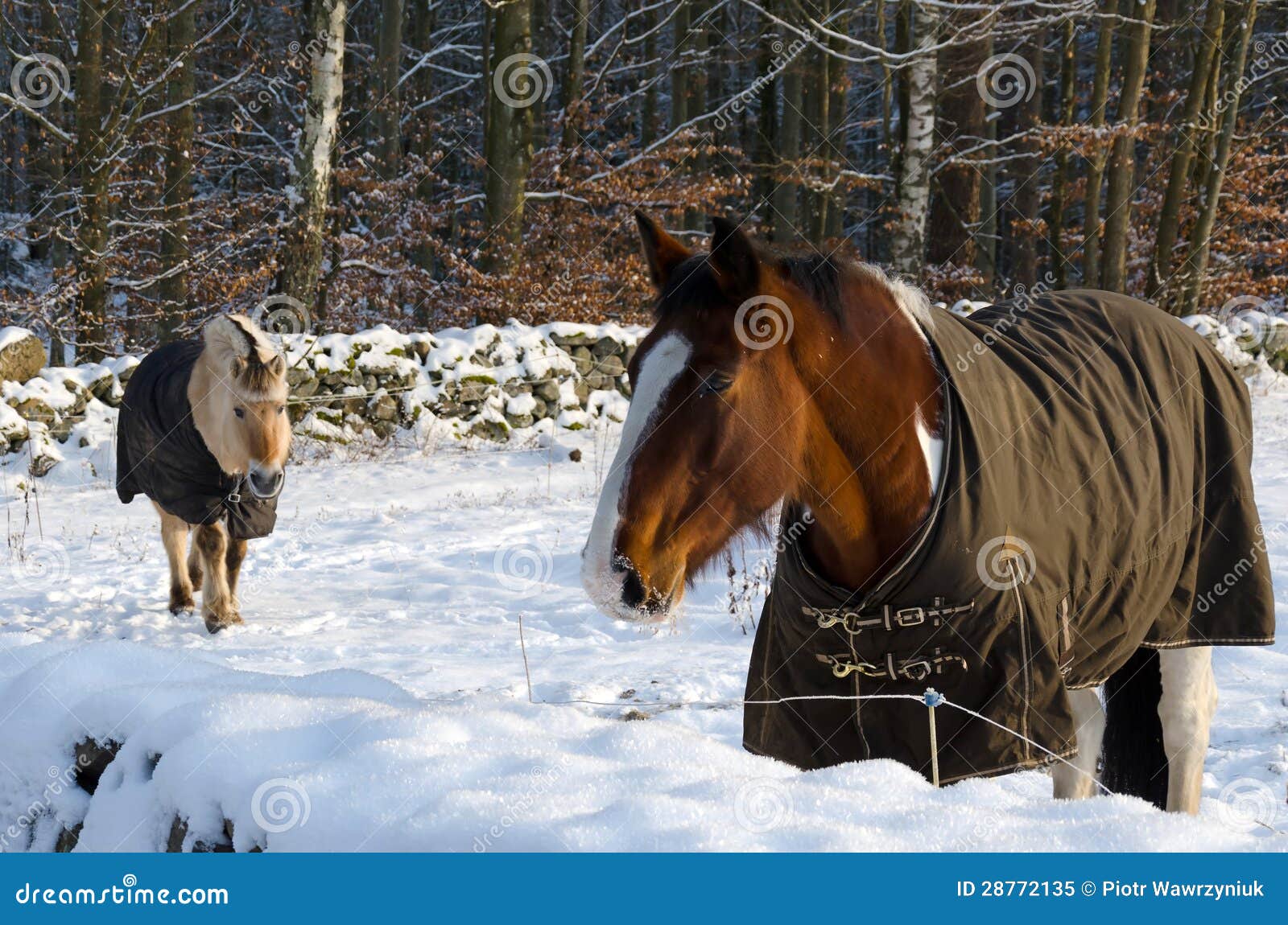 Horses in winter season stock image. Image of rural, ranch - 28772135