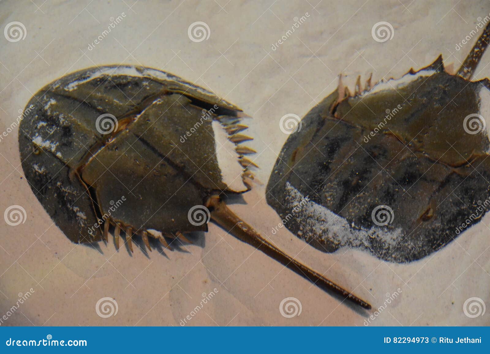 Horseshoe Crab stock image. Image of details, coastal - 82294973
