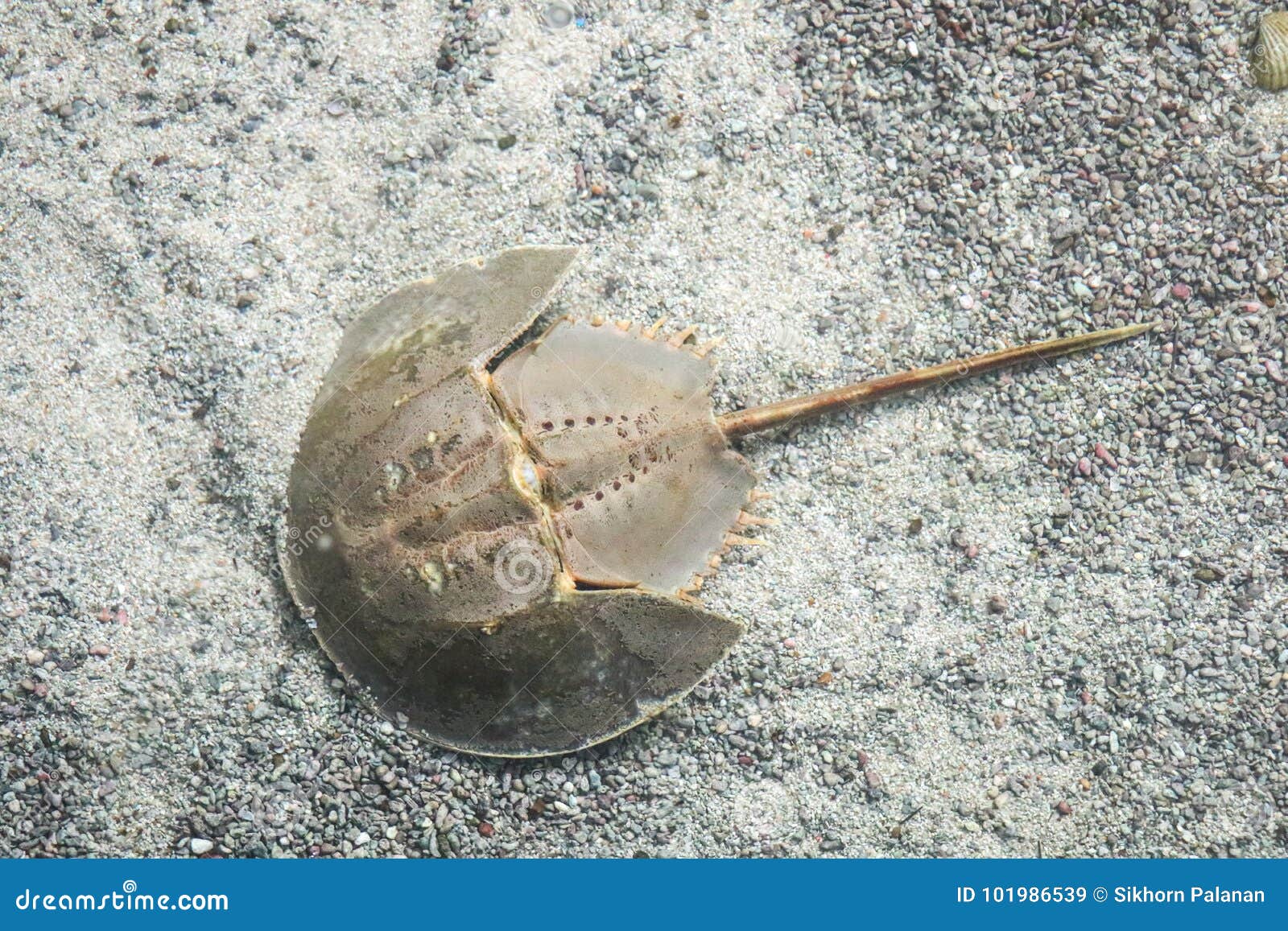 Horseshoe crab stock image. Image of life, shell, saltwater - 101986539