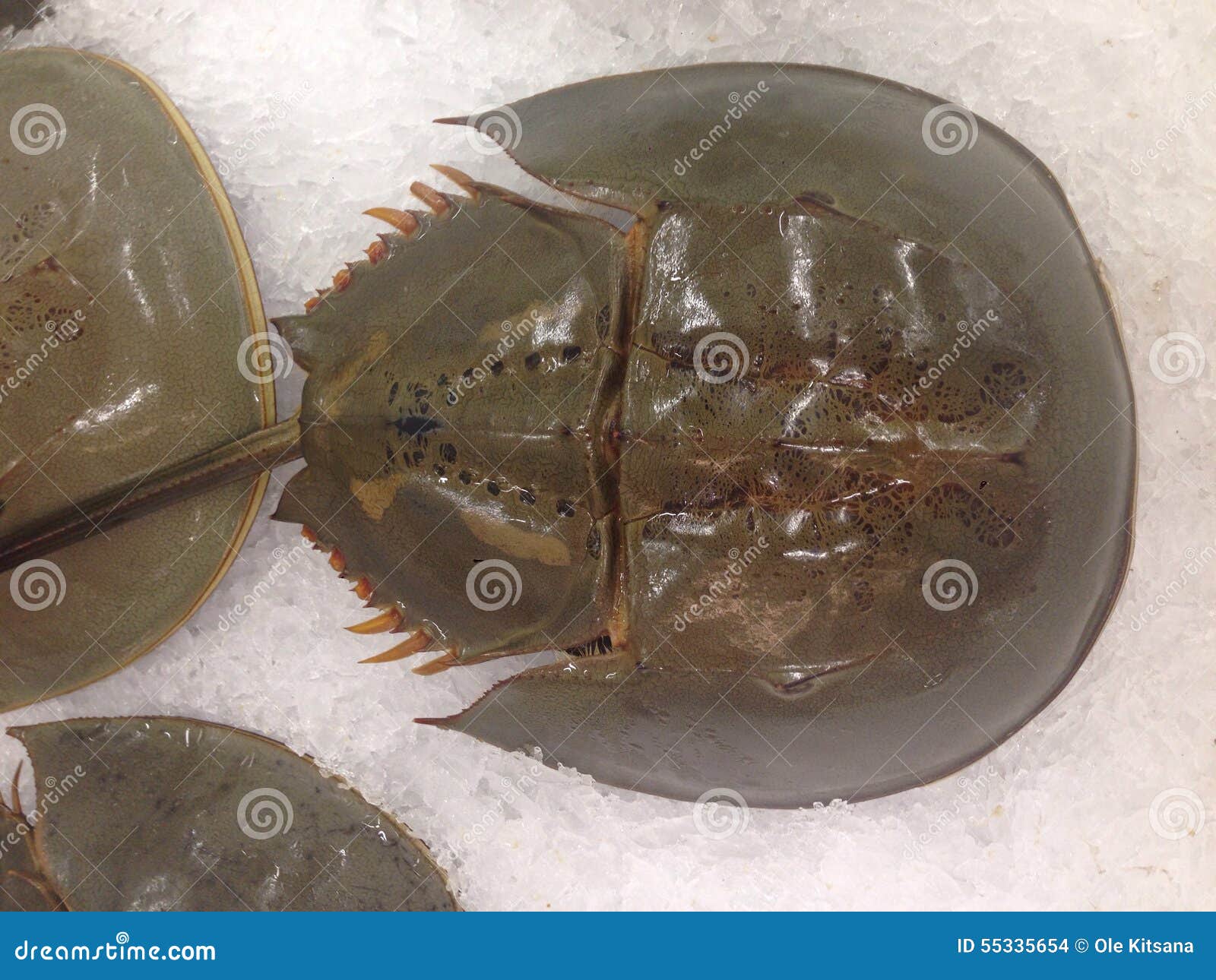 Horseshoe crab stock photo. Image of good, crab, horseshoe - 55335654