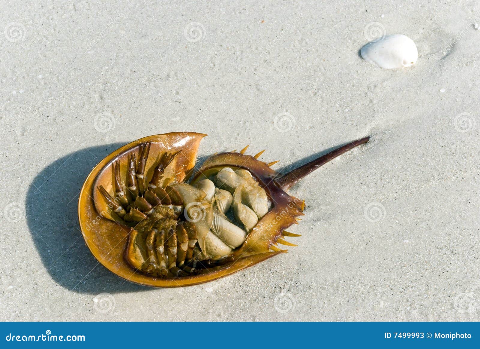 Crab Shell Or Exoskeleton On Tidal Beach Sand Royalty-Free Stock Image ...