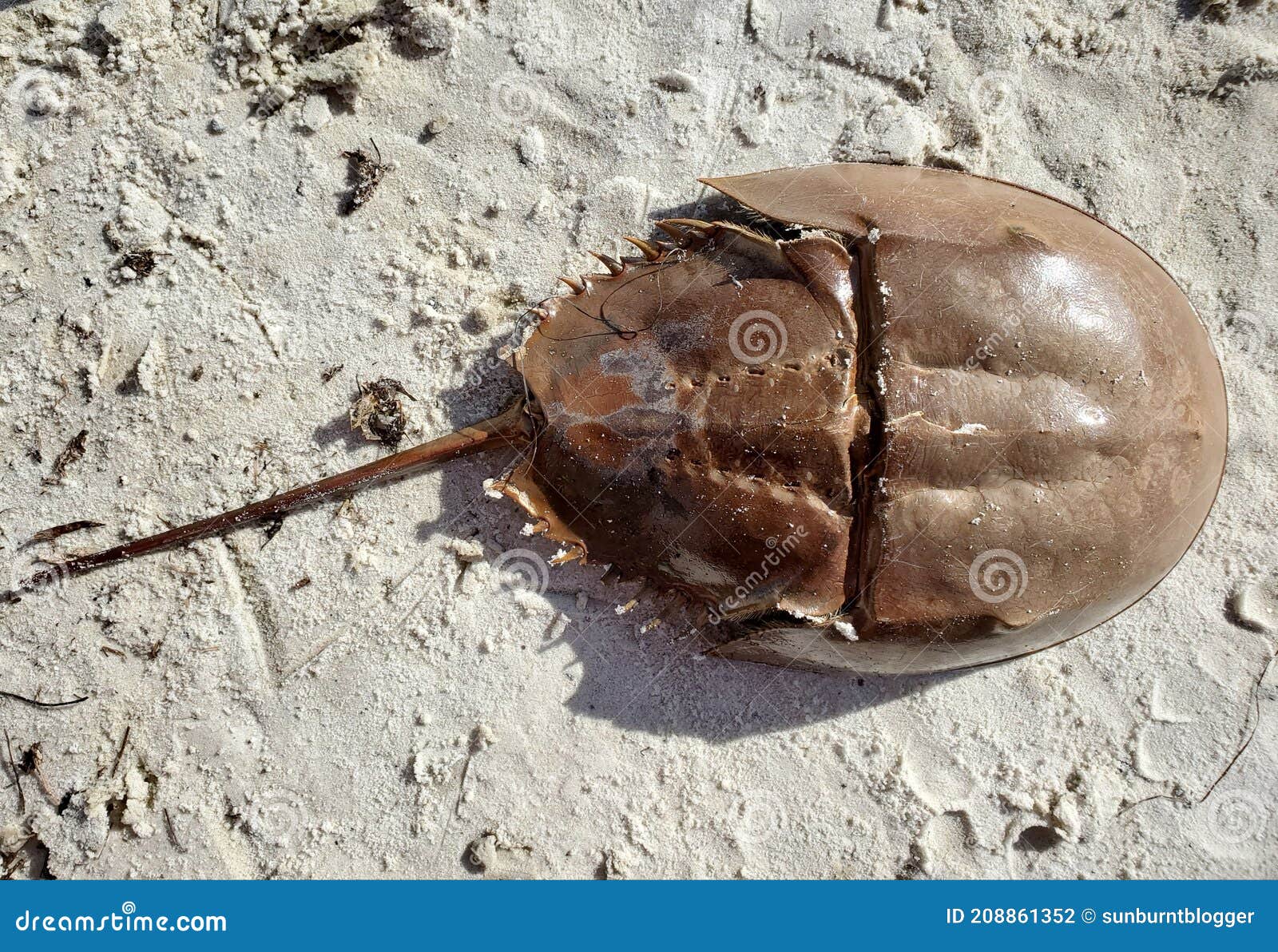 Horseshoe Crab Shell Washed Up on the Beach Stock Photo - Image of crab ...