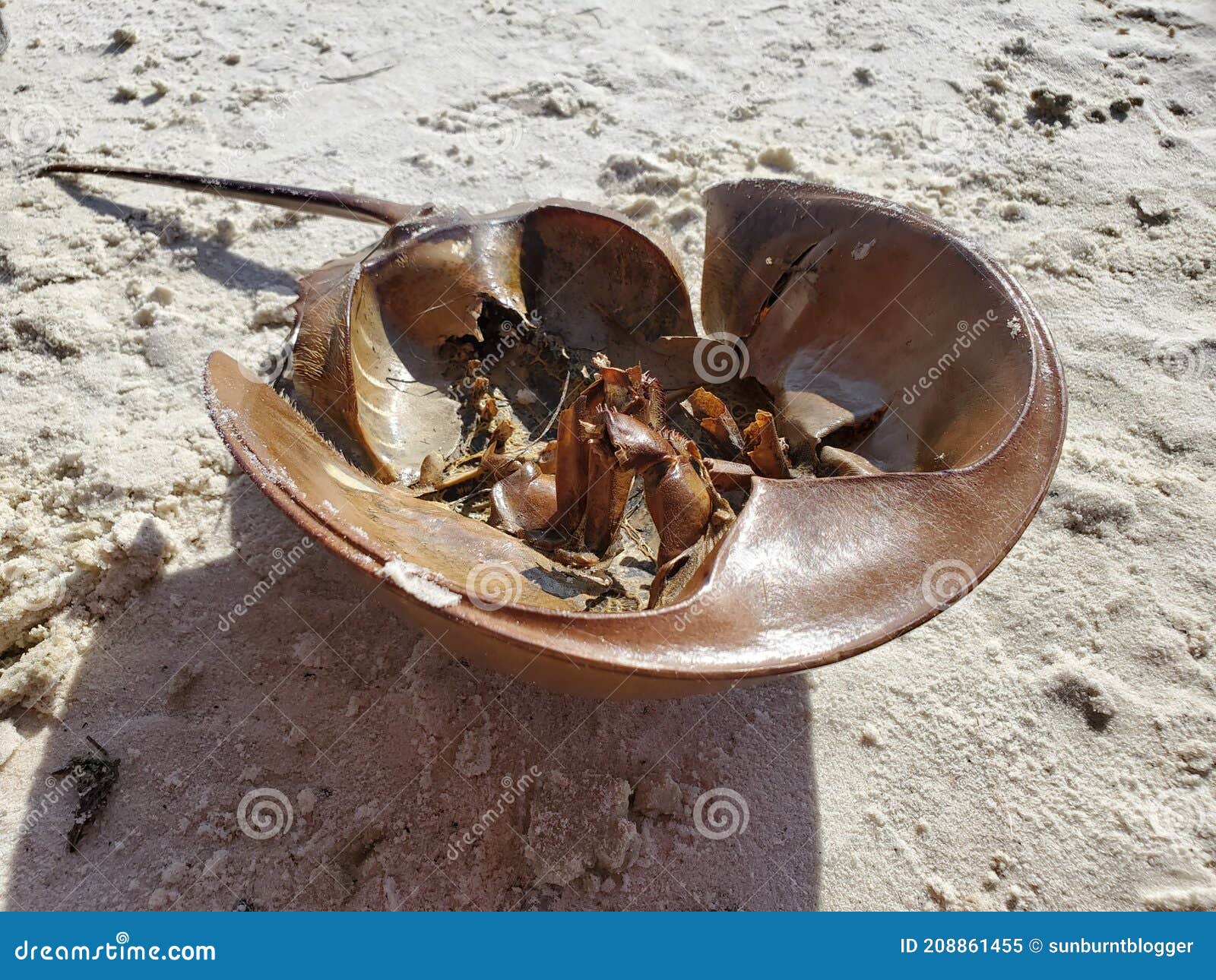 Horseshoe Crab Shell Washed Up on the Beach Stock Image - Image of ...