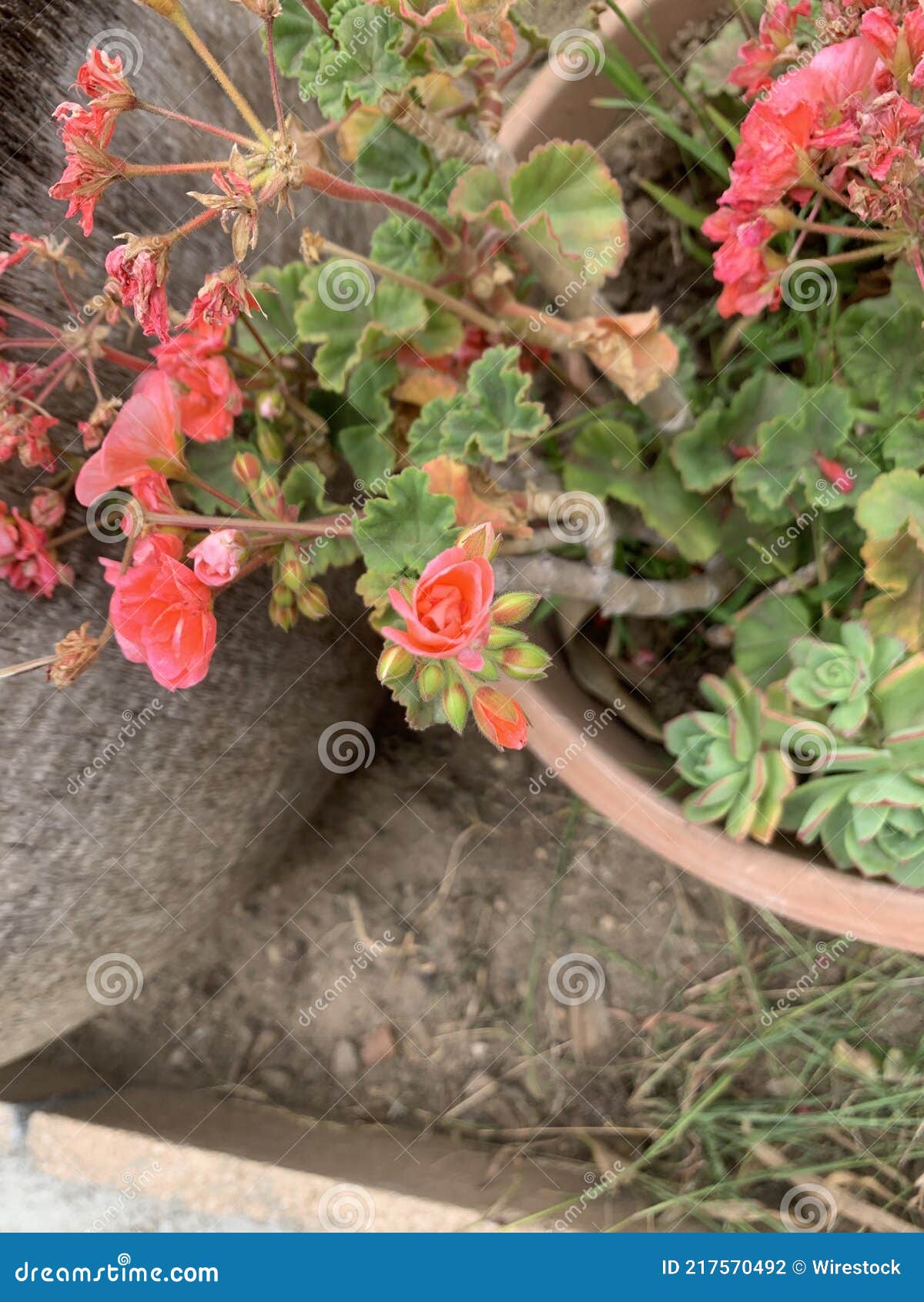 Horseshoe Geranium (pelargonium Zonale) Flowers in the Pot Stock Photo ...
