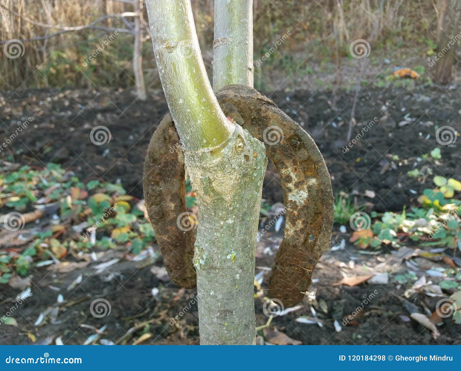 A Horseshoe Hung on the Tree Stock Photo - Image of shoe, outdoors ...