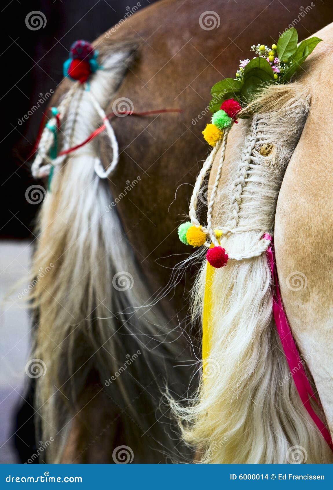 A horsetail stock photo. Image of horse, farmer, hair - 6000014