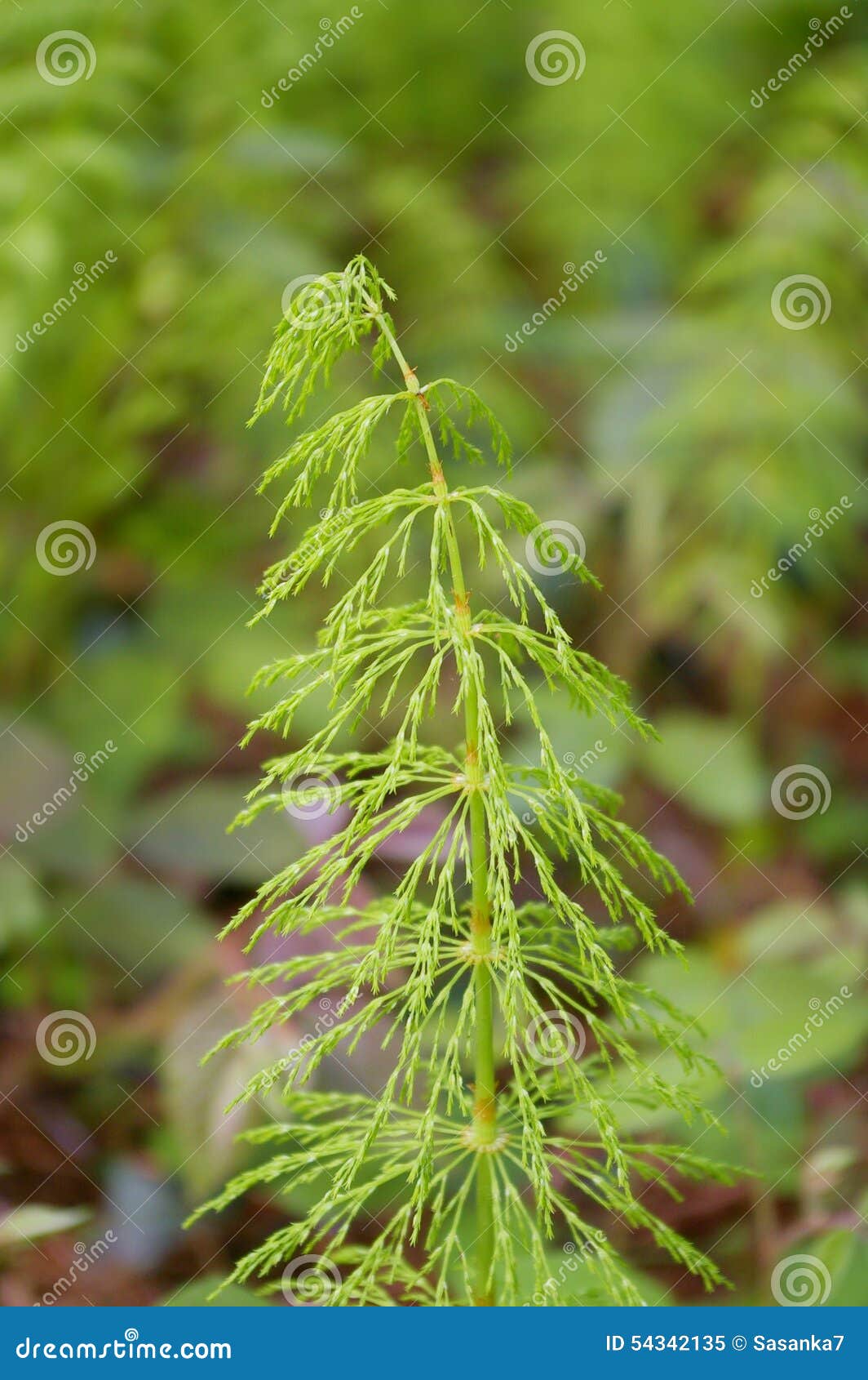 Horsetail stock image. Image of horsetail, arvense, genus - 54342135