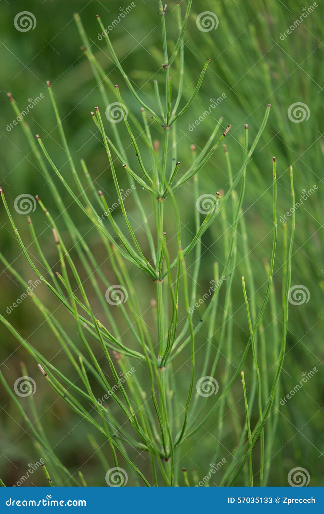 Horsetail (Equisetum) stock afbeelding. Image of gras - 57035133