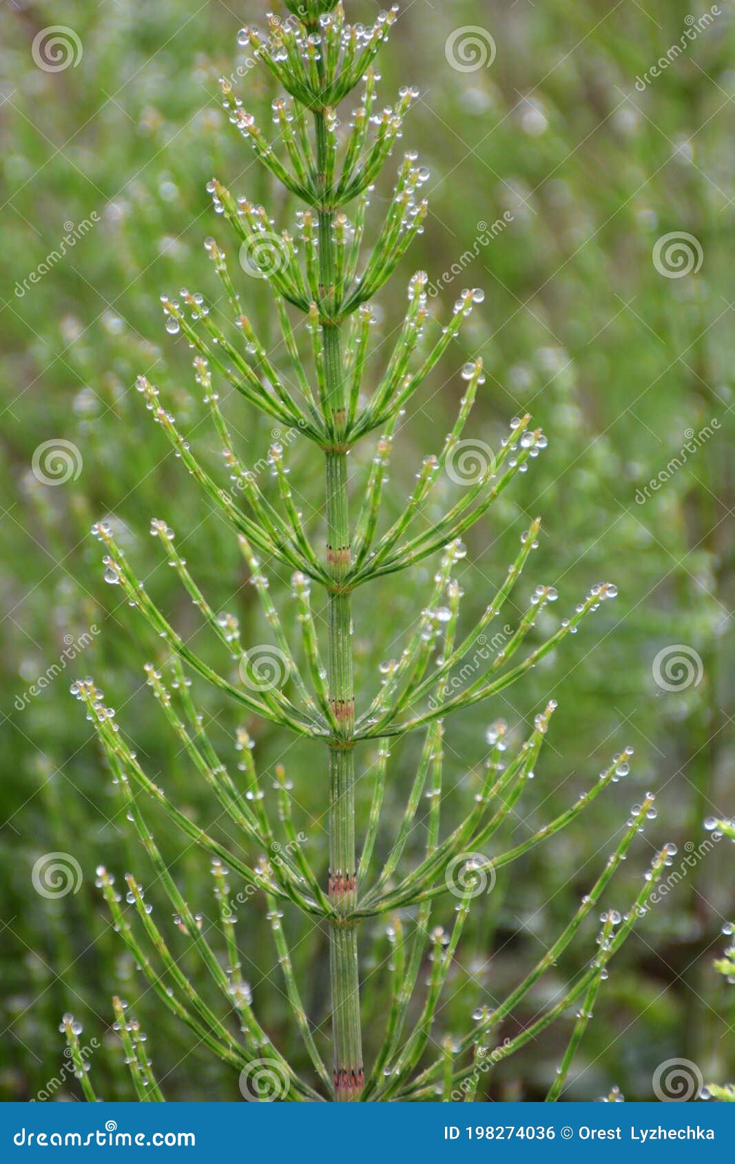 Horsetail Field Equisetum Arvense Grows in Nature. Stock Photo - Image ...