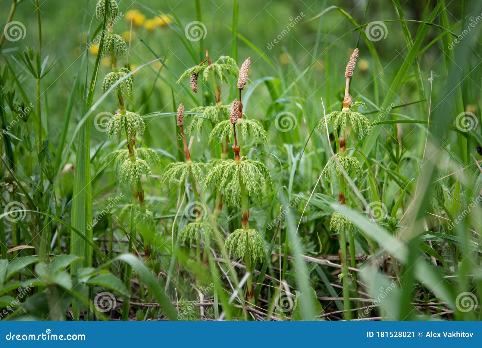 Horsetail Field in the Forest Stock Image - Image of wild, forest ...