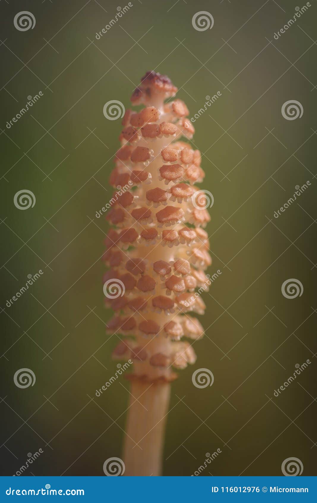 Horsetail - spore ear stock photo. Image of horsetail - 116012976