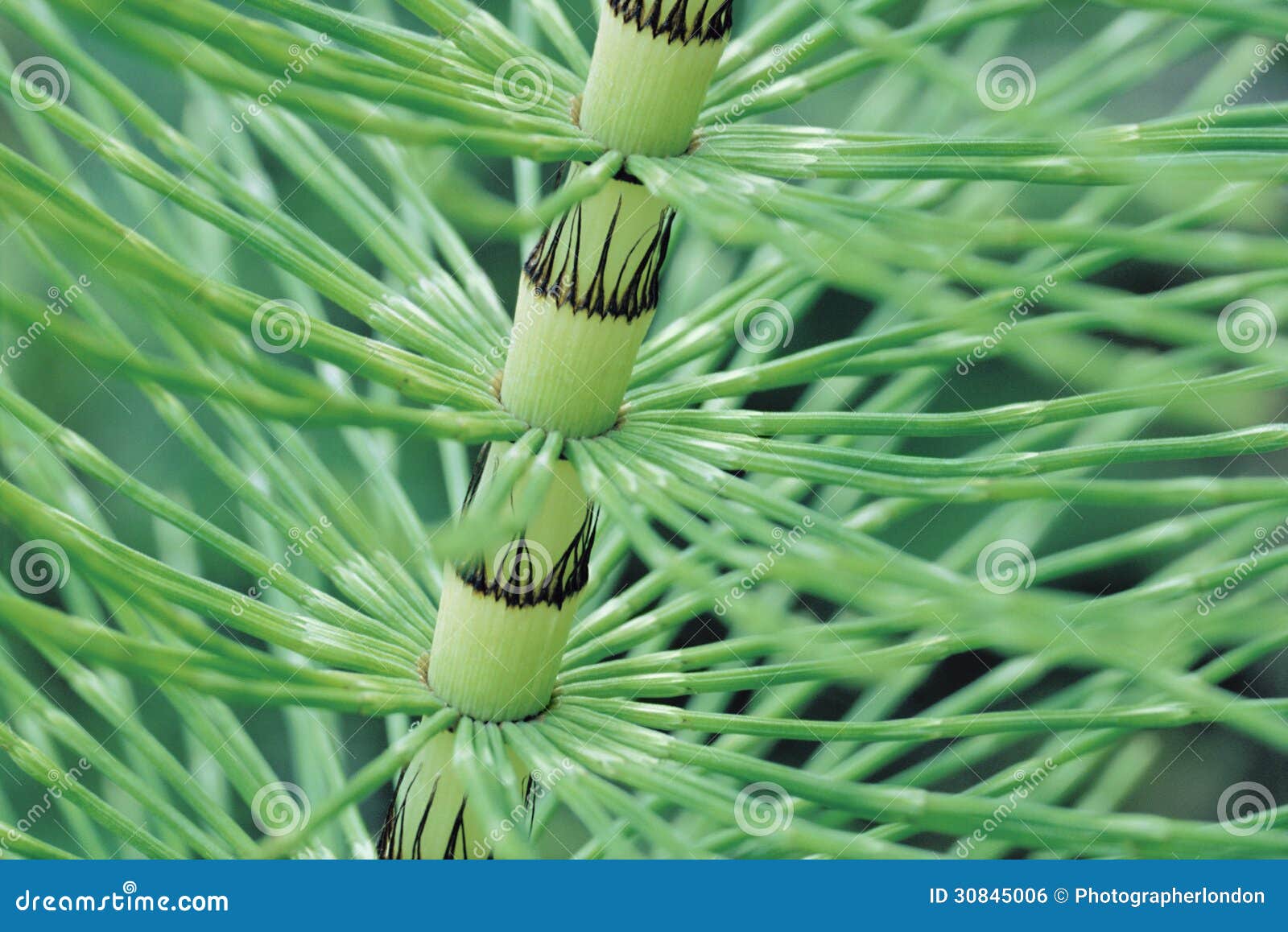 Horsetail Stem Close Up (Equisetum) Royalty Free Stock Image - Image ...