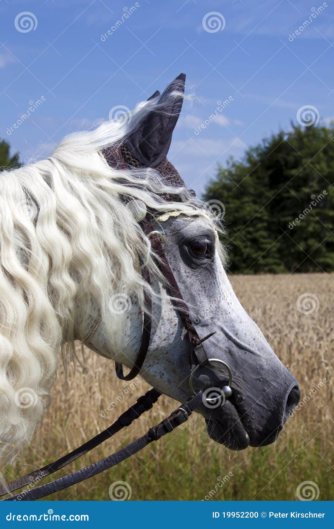 Horsey Face stock photo. Image of nostril, farm, horse - 19952200