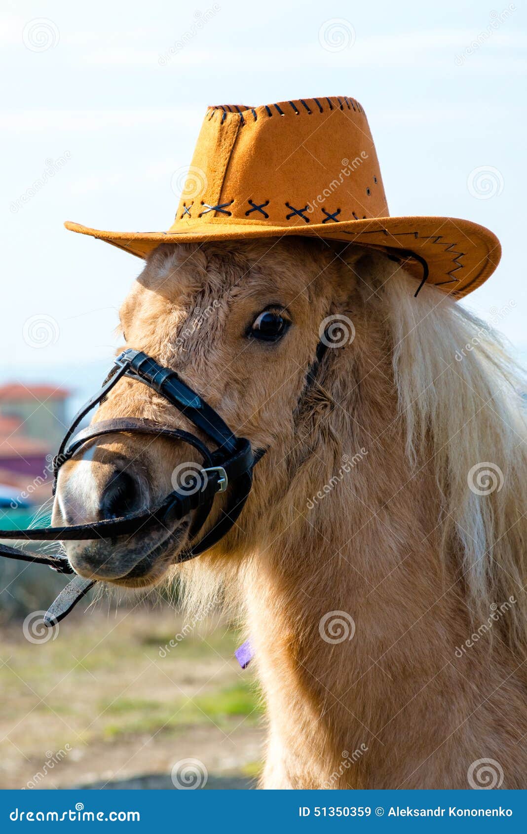 Horsy Pony stock image. Image of racing, wool, animal - 51350359