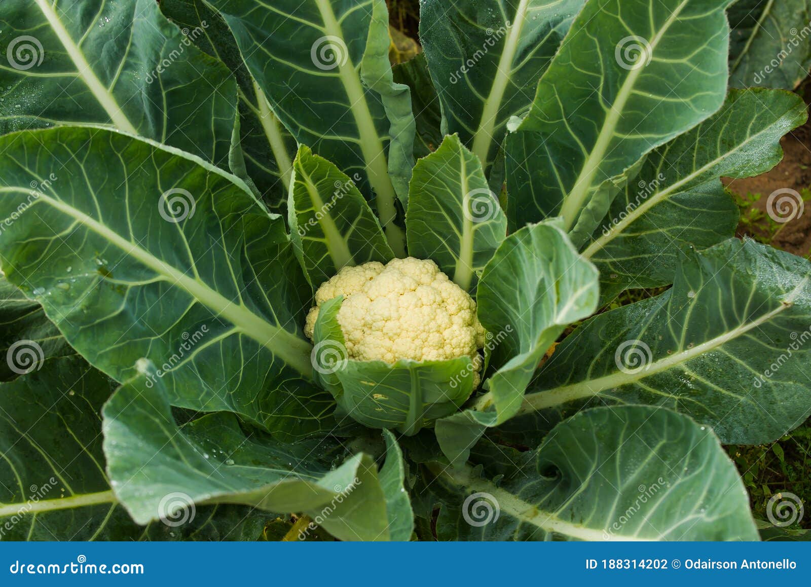 Hortalizas De Coliflor En Los Campos Foto de archivo - Imagen de granja ...