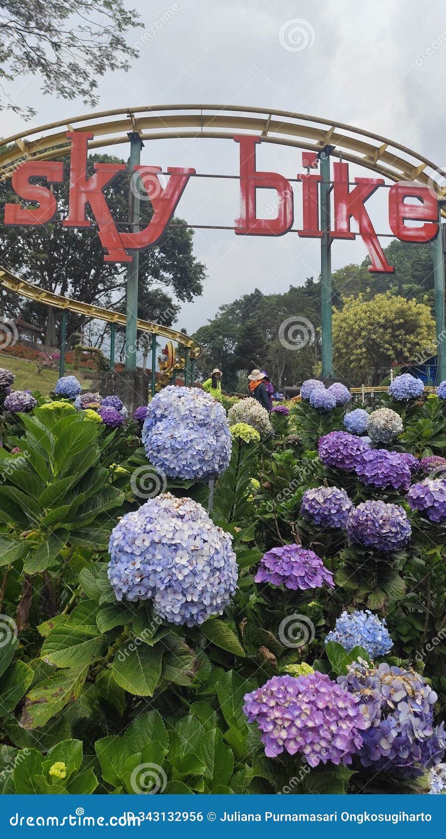 Hortensia Garden at Selecta, Batu, East Java Stock Photo - Image of ...