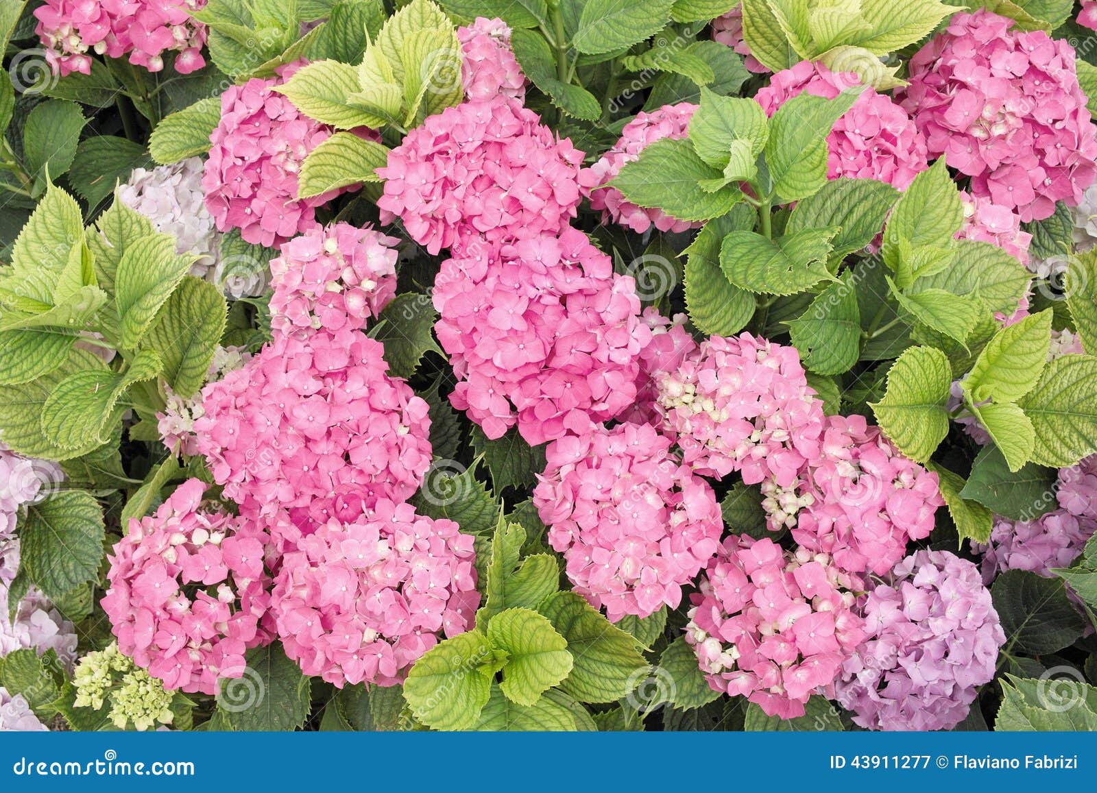 Hortensia, Hydrangea Macrophylla Stock Image - Image of botany ...
