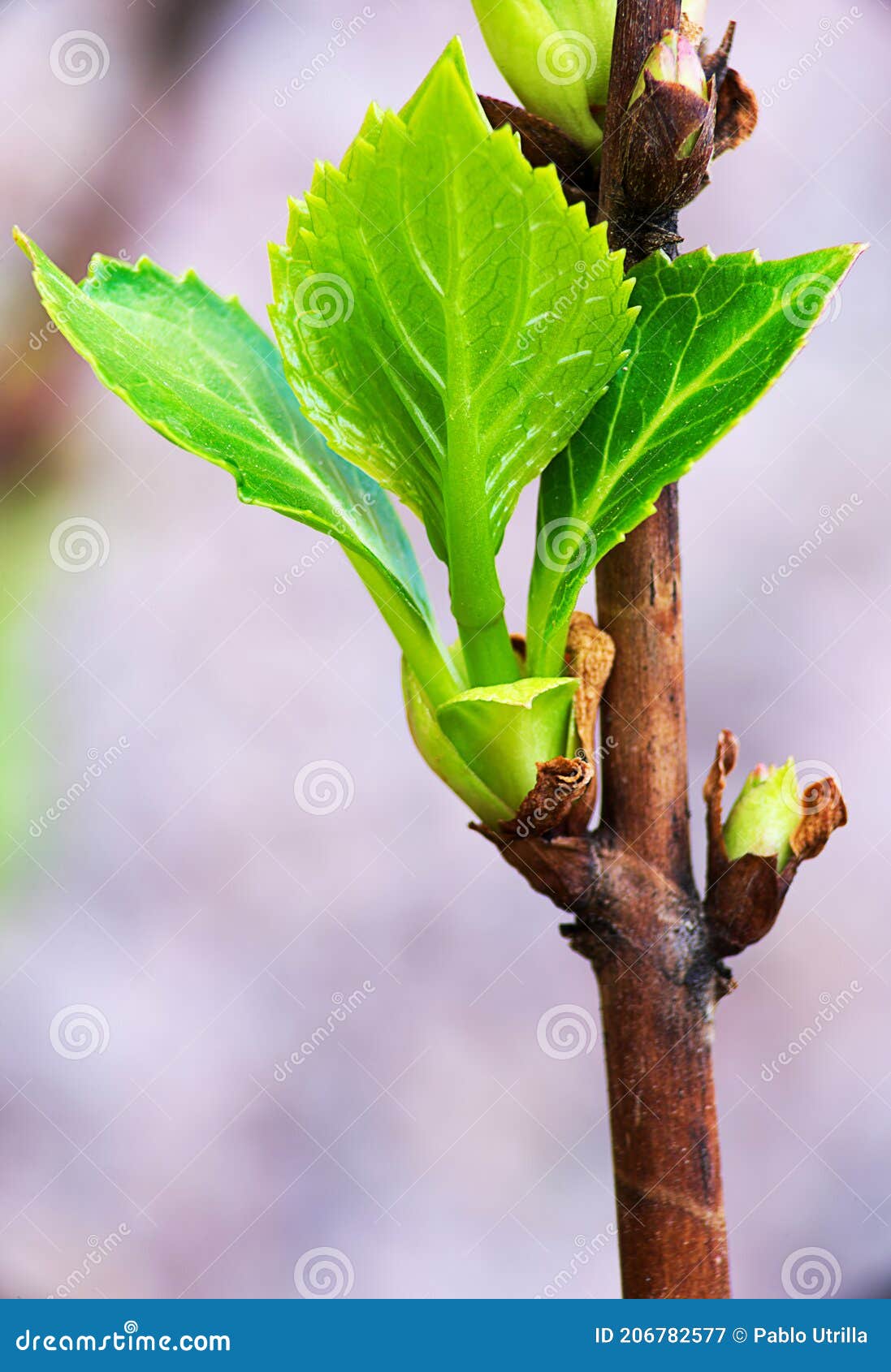 Hydrangea stem stock image. Image of delicate, leaf - 206782577