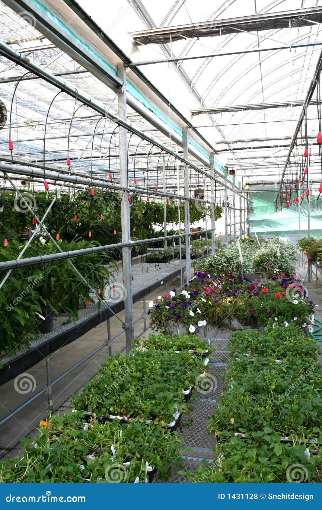 Horticulture stock photo. Image of netherlands, house - 1431128