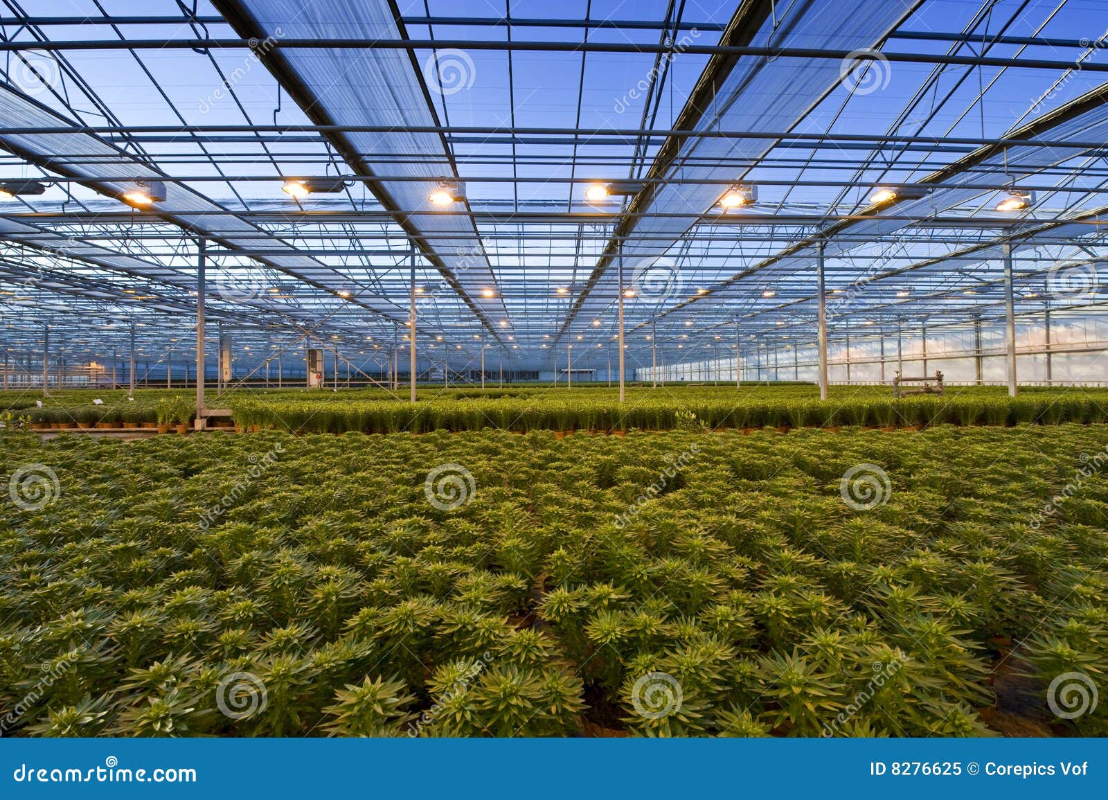 Horticulture stock image. Image of environment, protection - 8276625