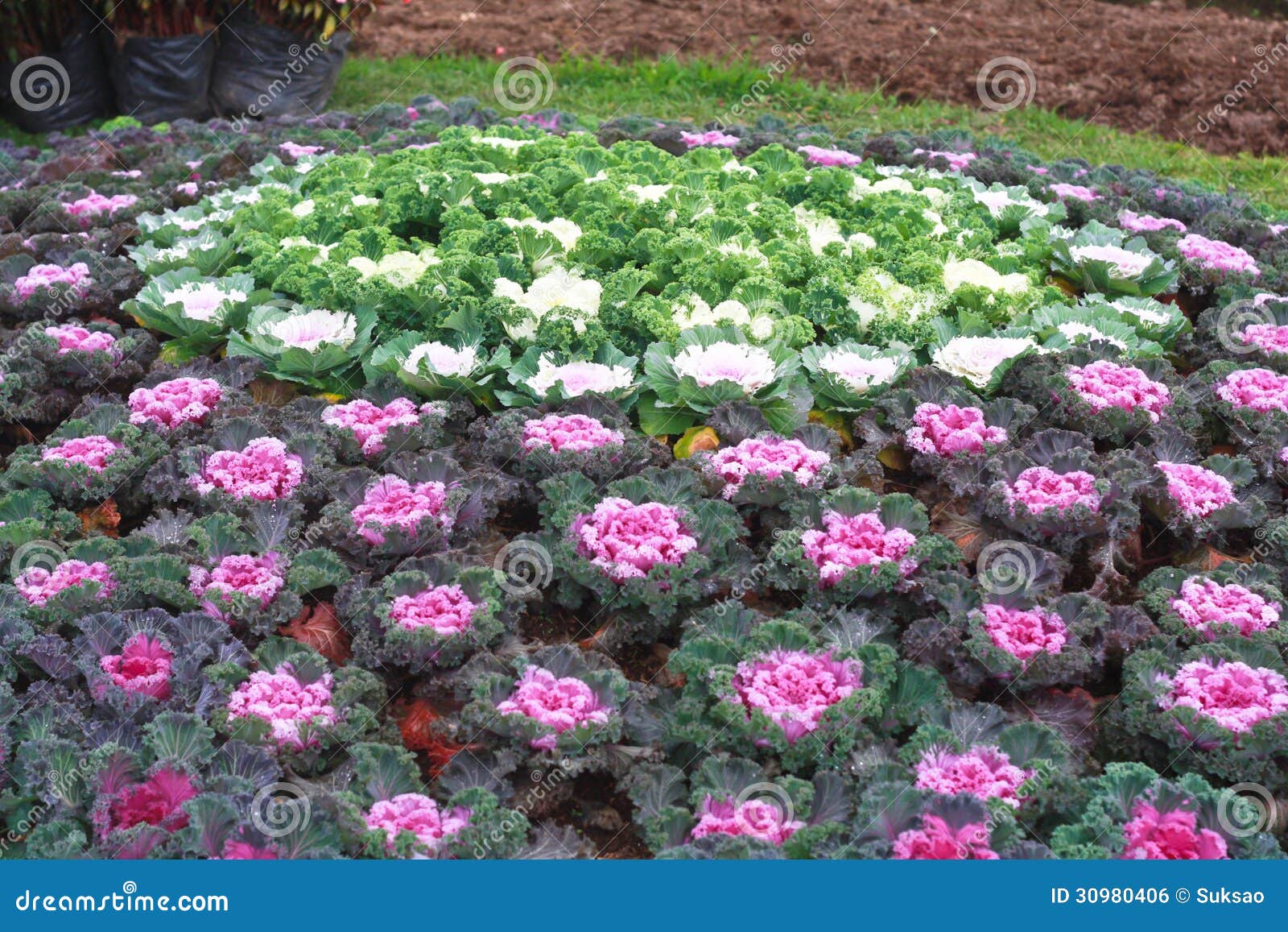 Horticulture stock photo. Image of farm, summer, organic - 30980406