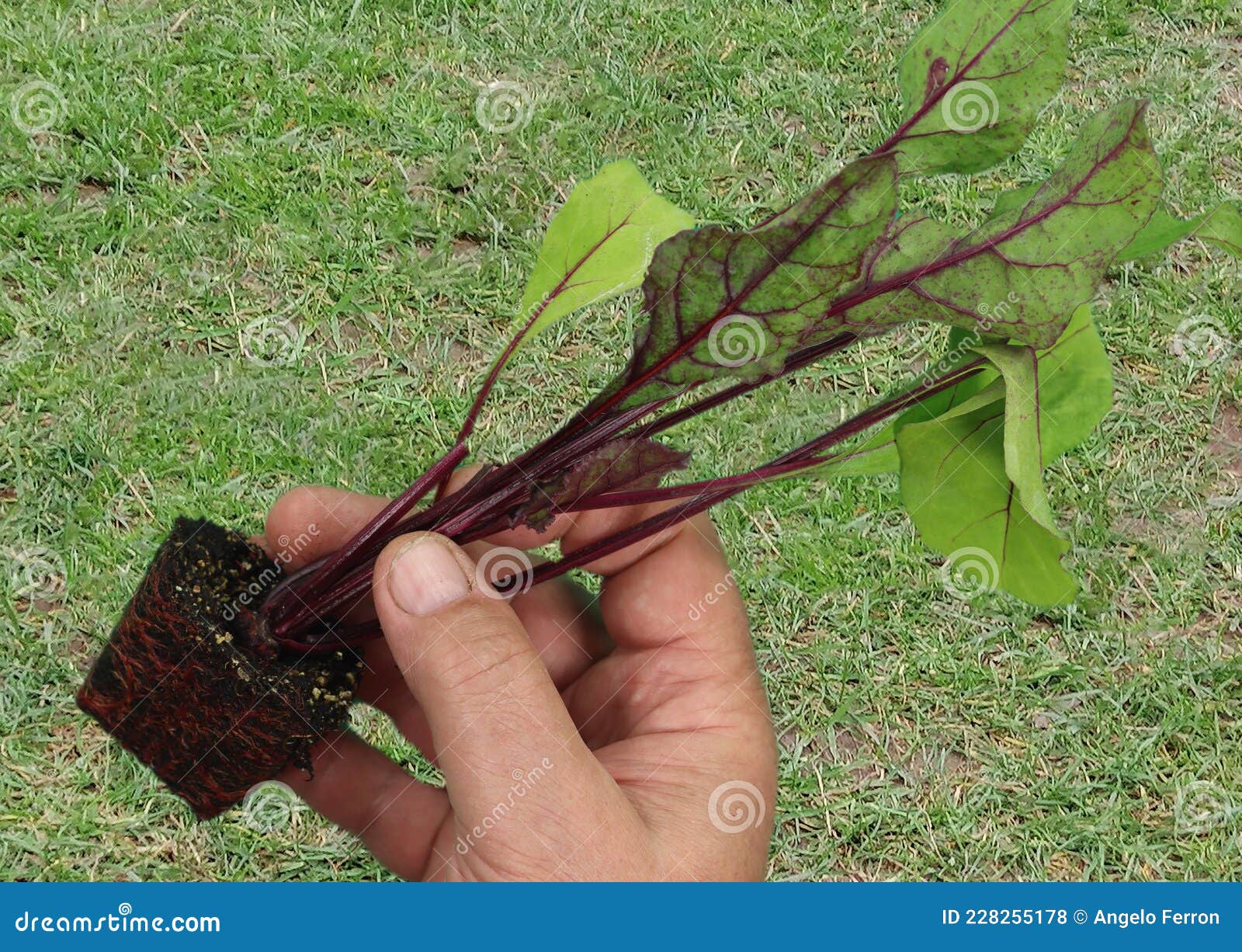 Horticulture Beet or Beetroot Seedlings Horticulture Beet or Beetroot ...