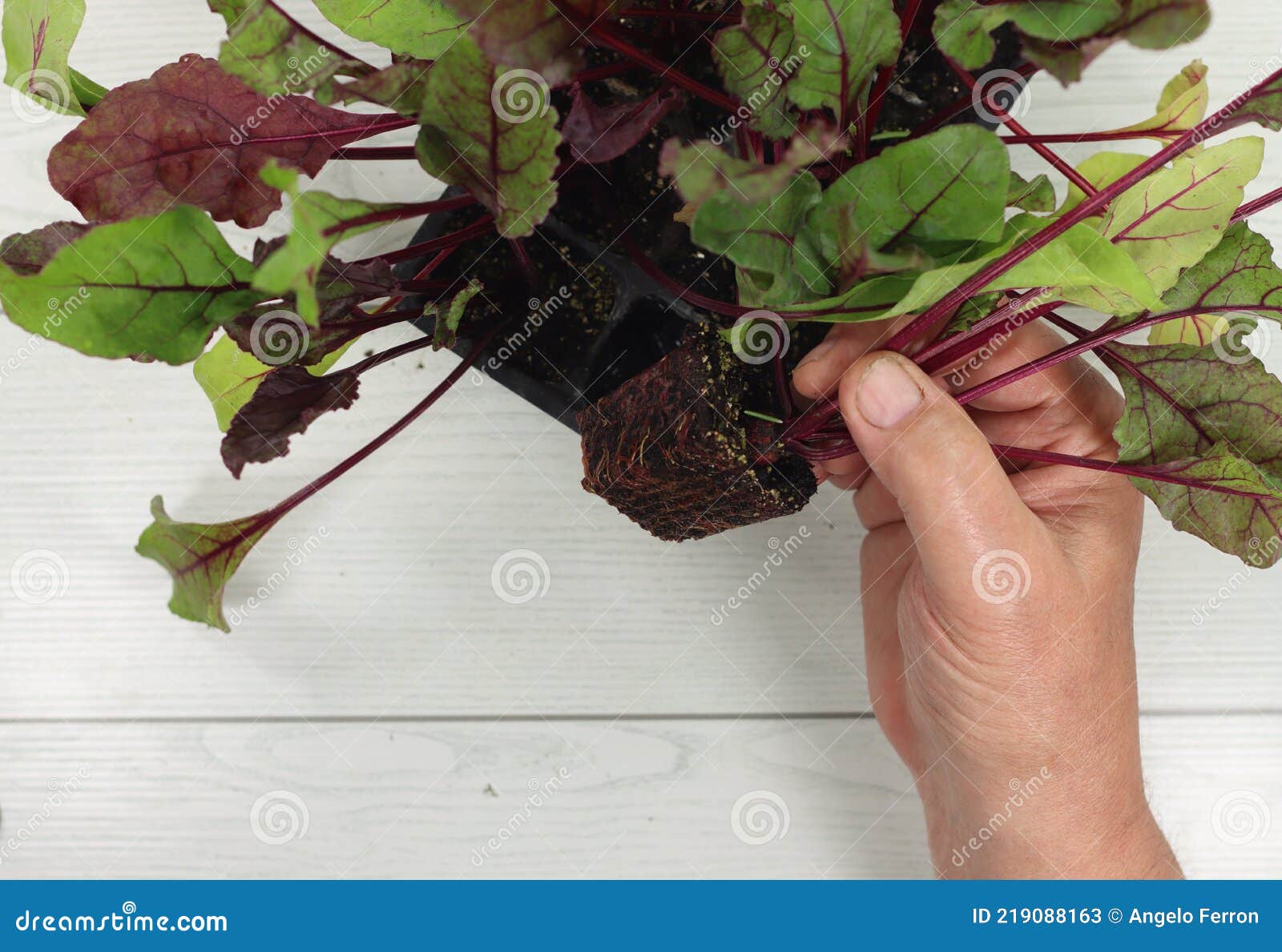 Beetroot or Red Turnip Seedling Horticulture Beet or Beetroot Seedlings ...