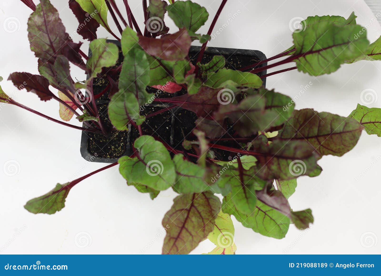 Beetroot or Red Turnip Seedling Horticulture Beet or Beetroot Seedlings ...