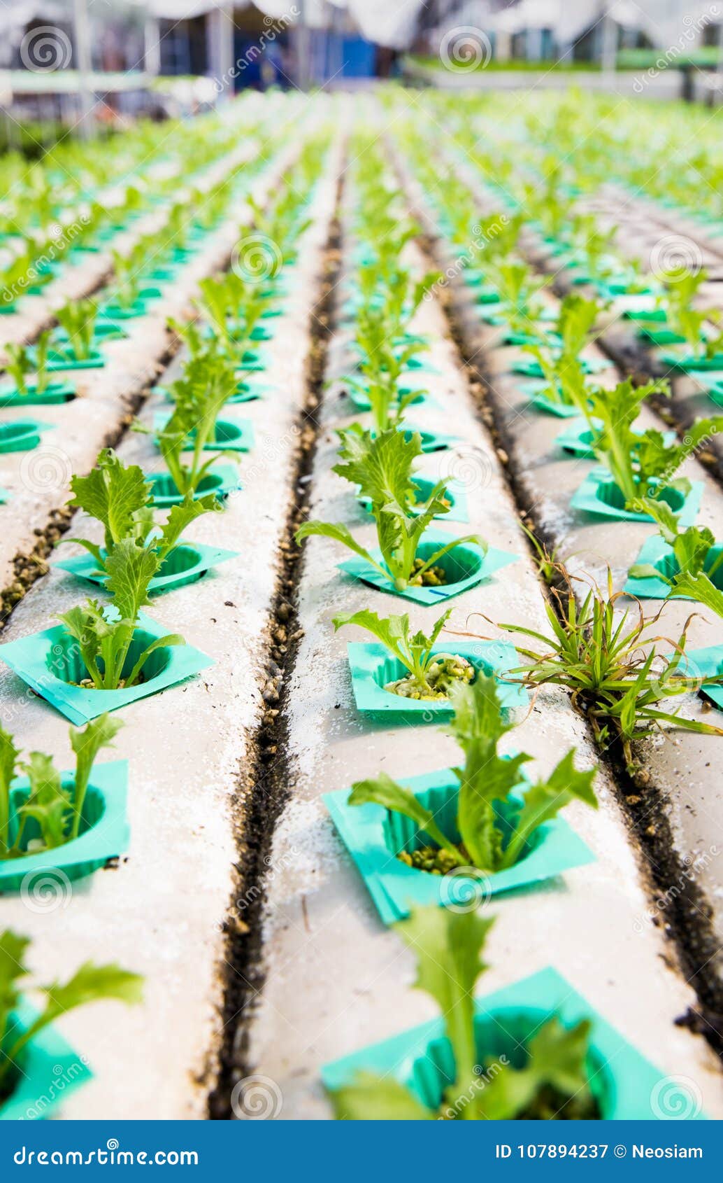 Horticulture, Hydroponic Farm Stock Image - Image of healthy, lettuce ...